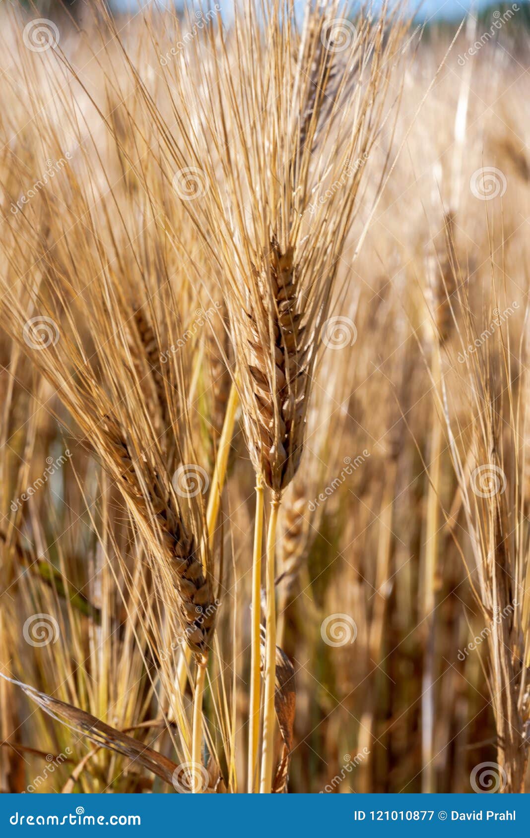 Close up of wheat field stock image. Image of landscape - 121010877