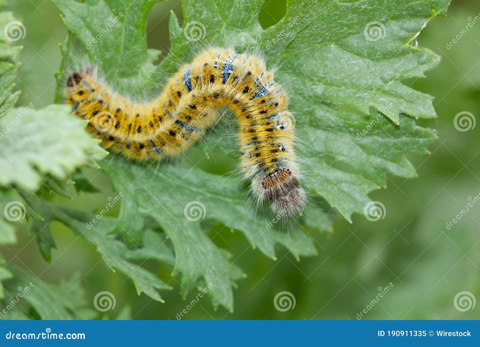 Yellow Worm Royalty-Free Stock Image | CartoonDealer.com #62474134