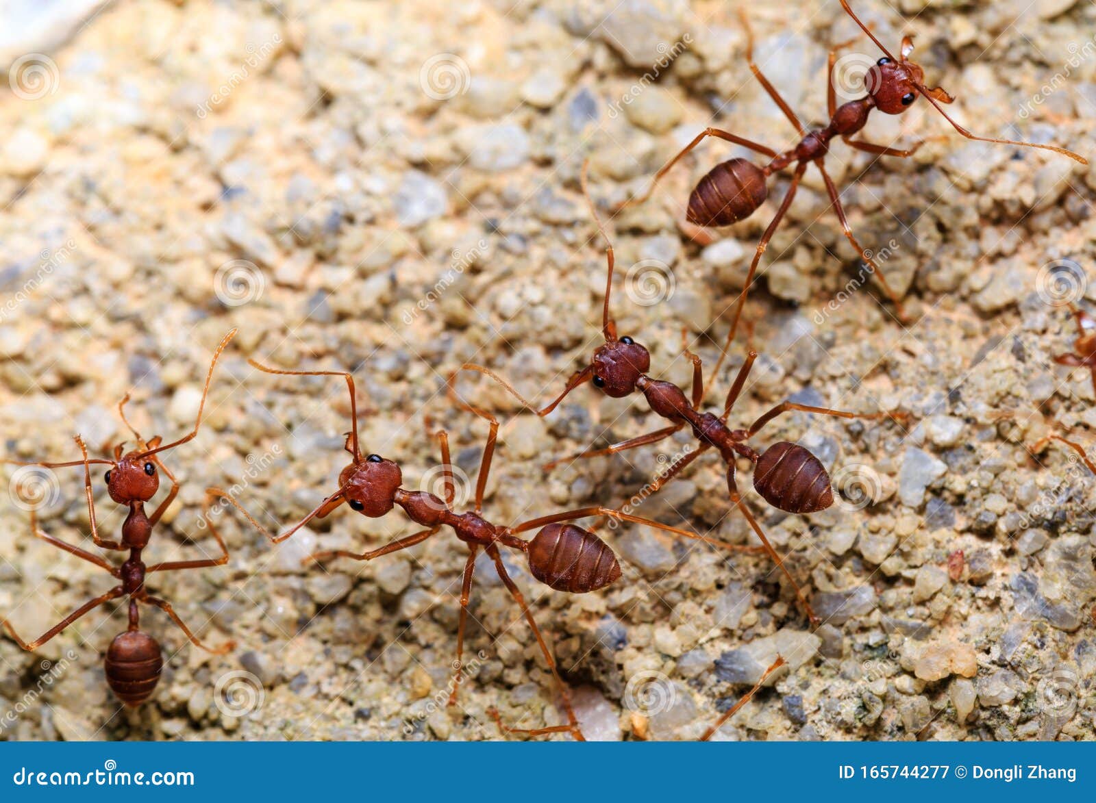 Macro Closeuse Prise De Fourmi Rouge Sur Le Sable Image stock - Image ...