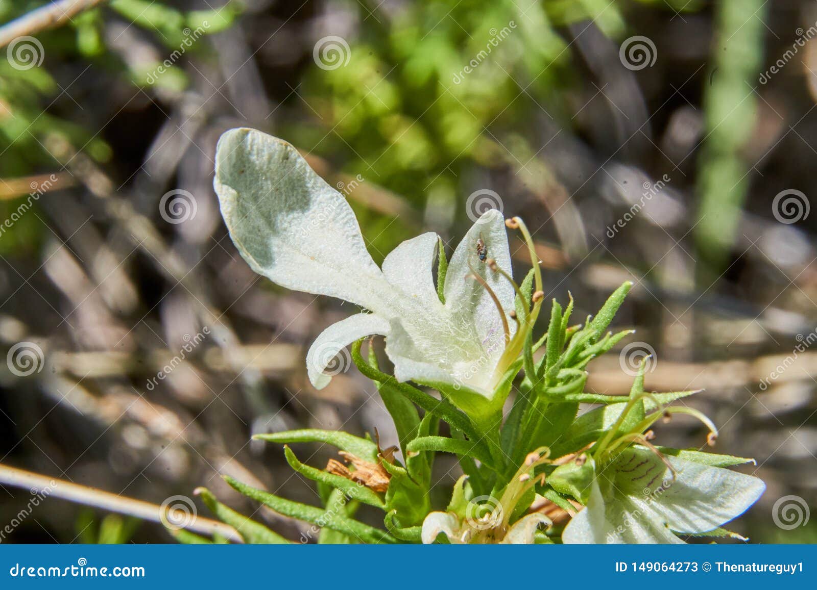 Macro Cluse Up of Lacy Germander, Cut-leaf Germander, Dwarf Germander ...