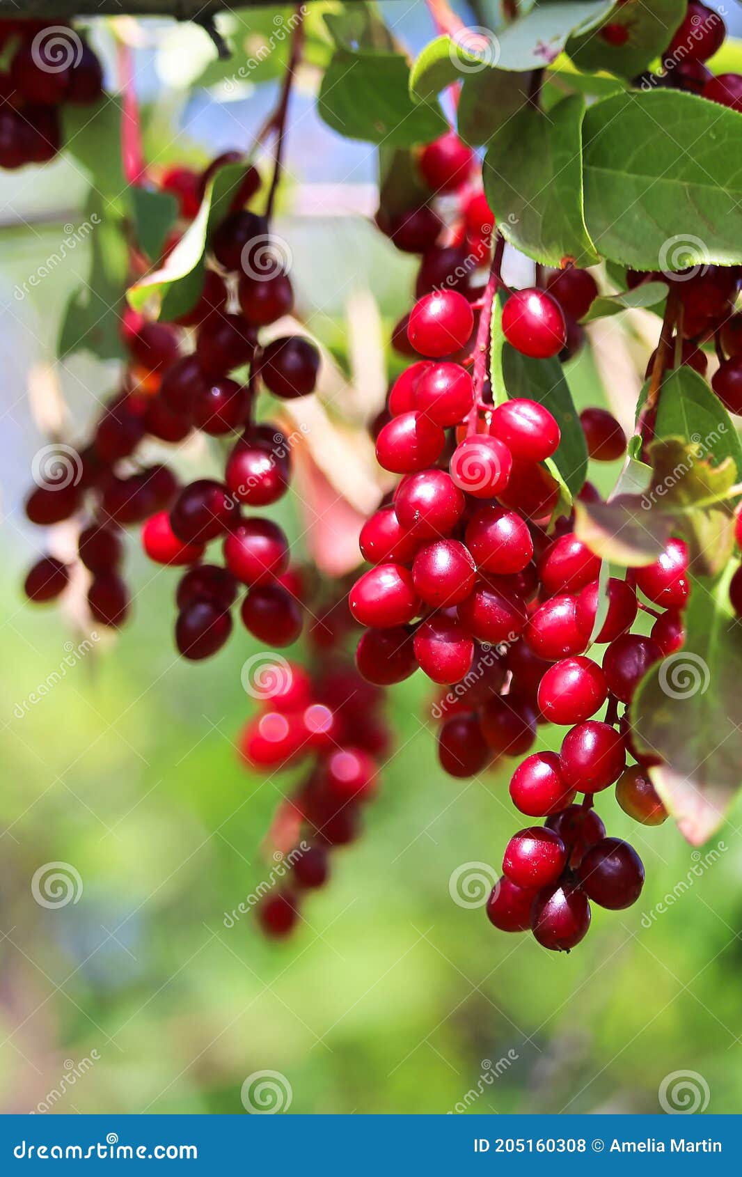 Cluster Of Wild Ficus Fistulosa Fruit Sprouting From The Trunk Royalty ...