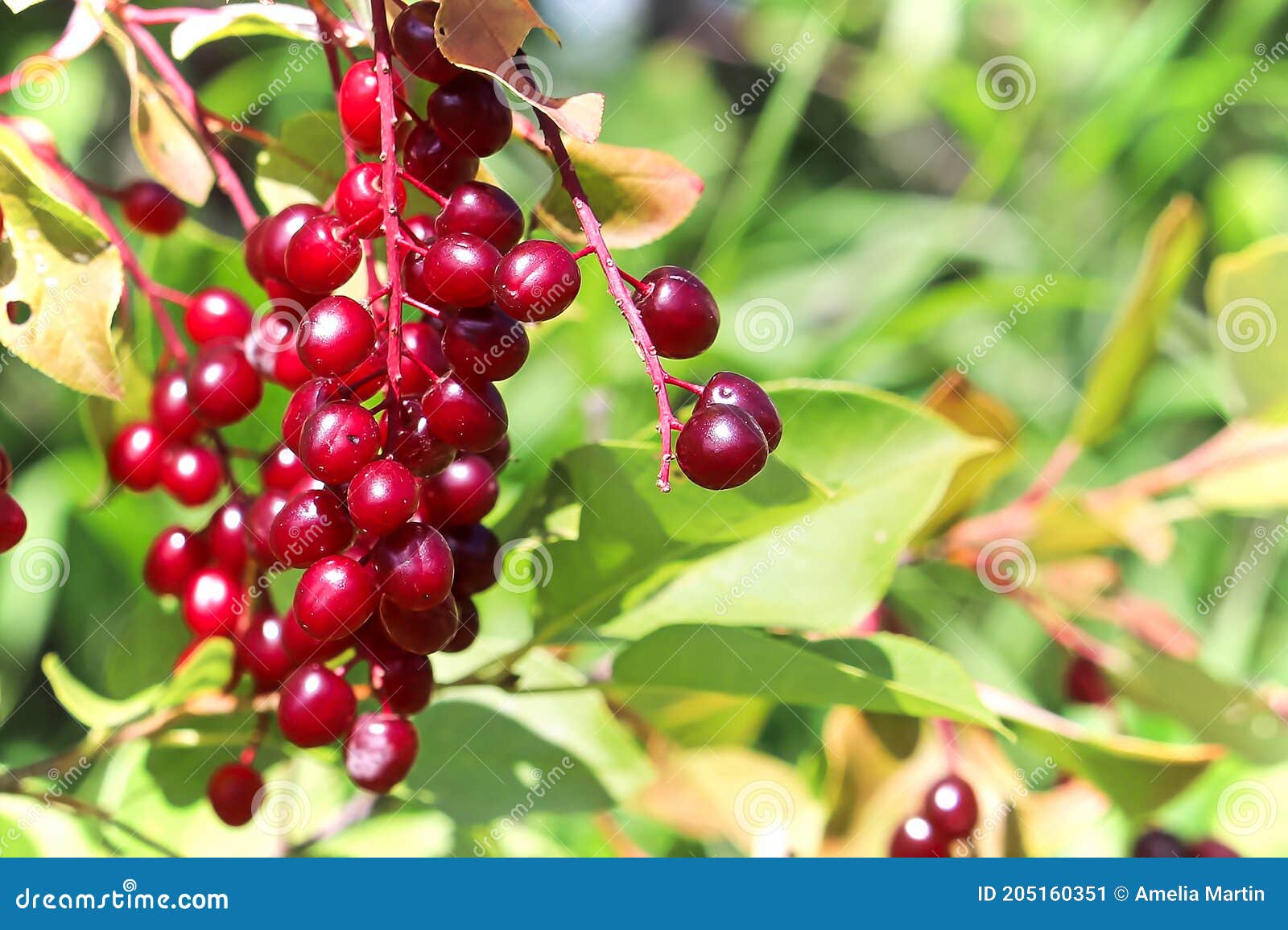 Cluster Of Wild Ficus Fistulosa Fruit Sprouting From The Trunk Royalty ...