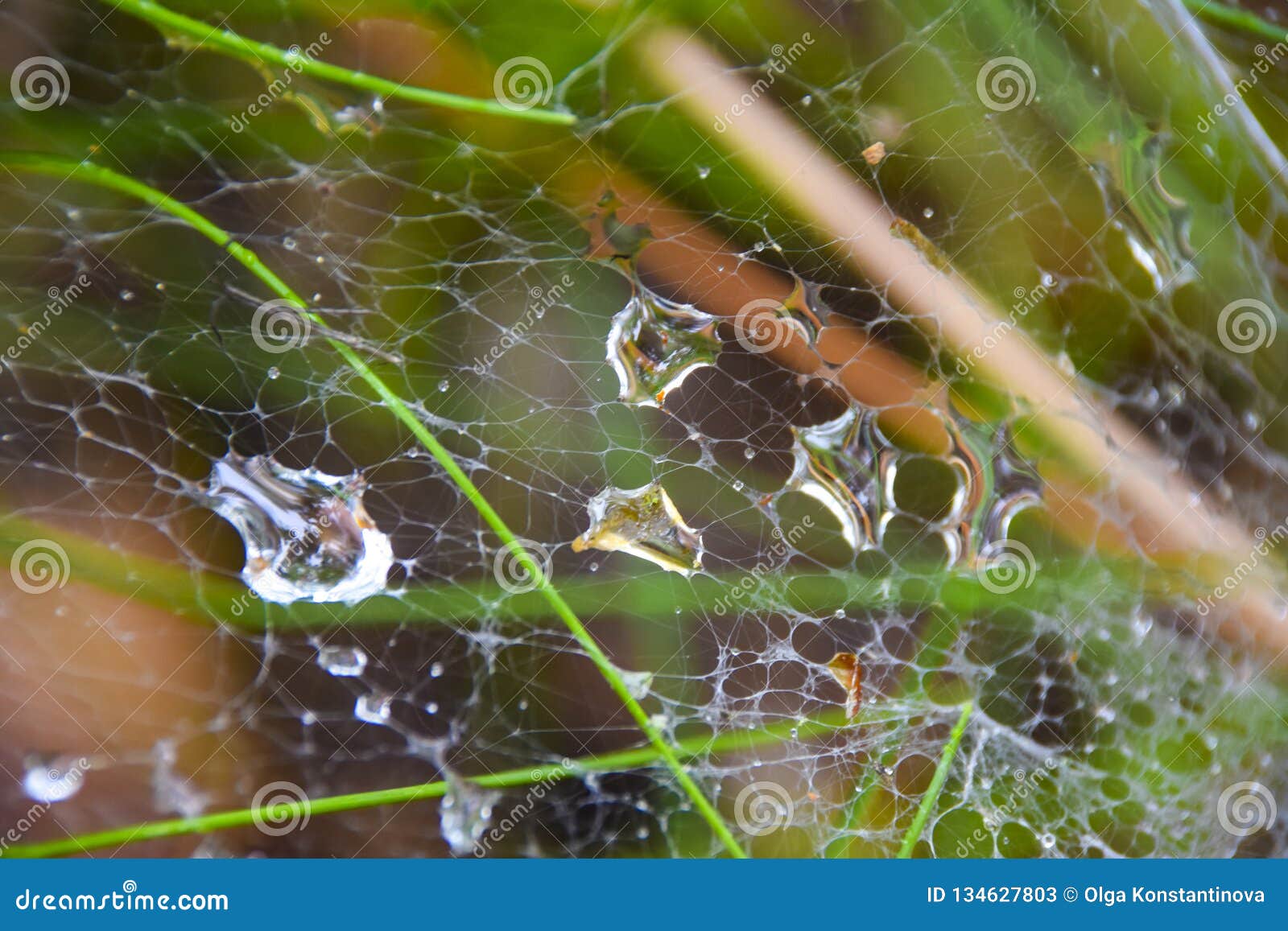 Macro Cobweb Water Drops Dew Abstract Natural Background Pattern Stock ...