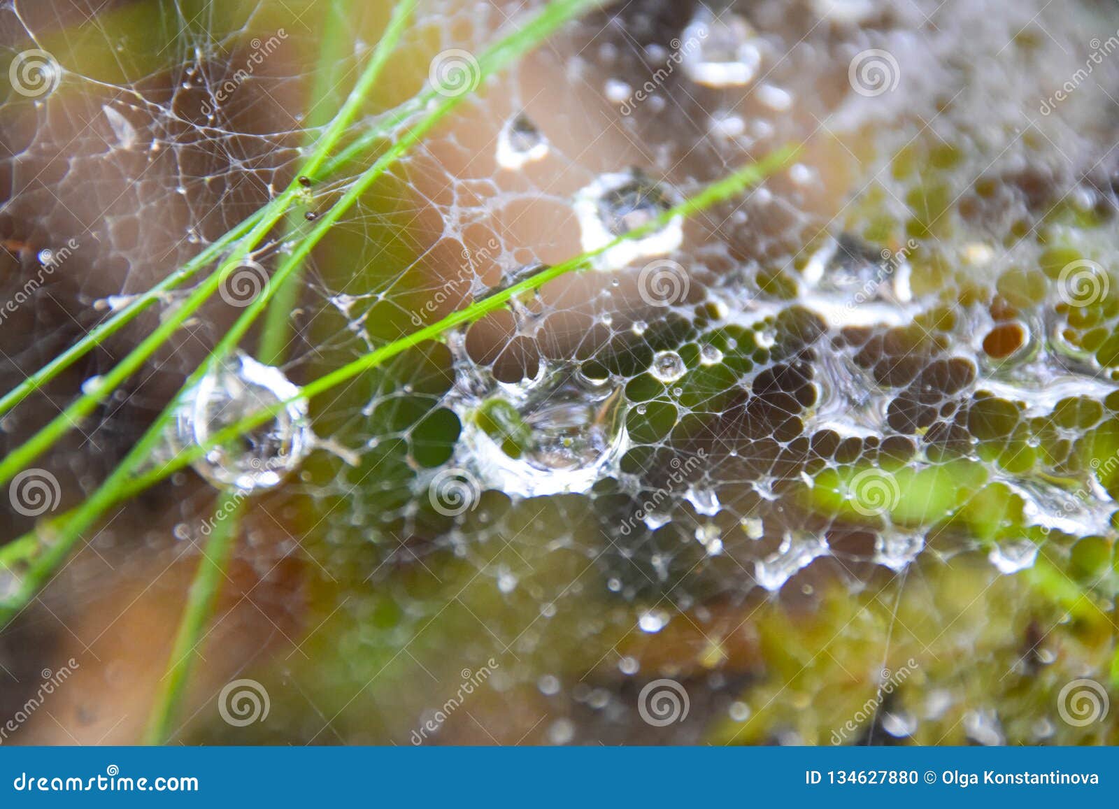Macro Cobweb Water Drops Dew Abstract Natural Background Pattern Stock ...