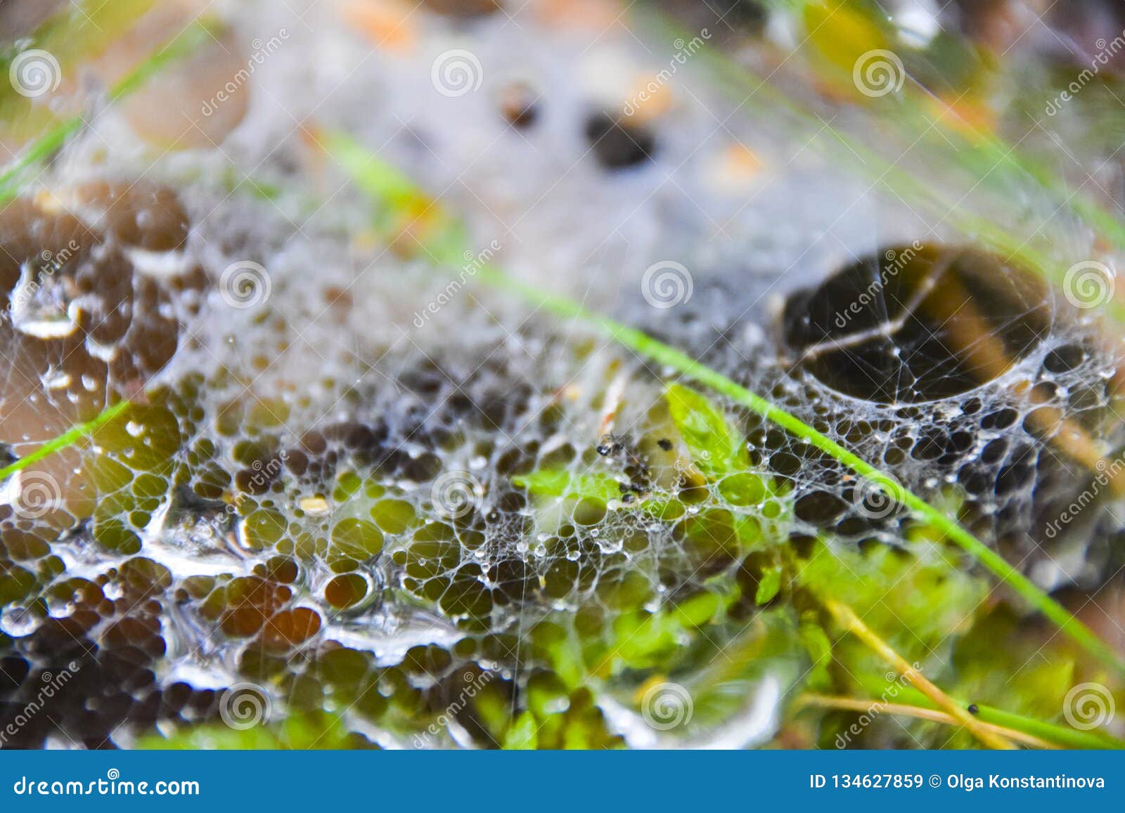 Macro Cobweb Water Drops Dew Abstract Natural Background Pattern Stock ...