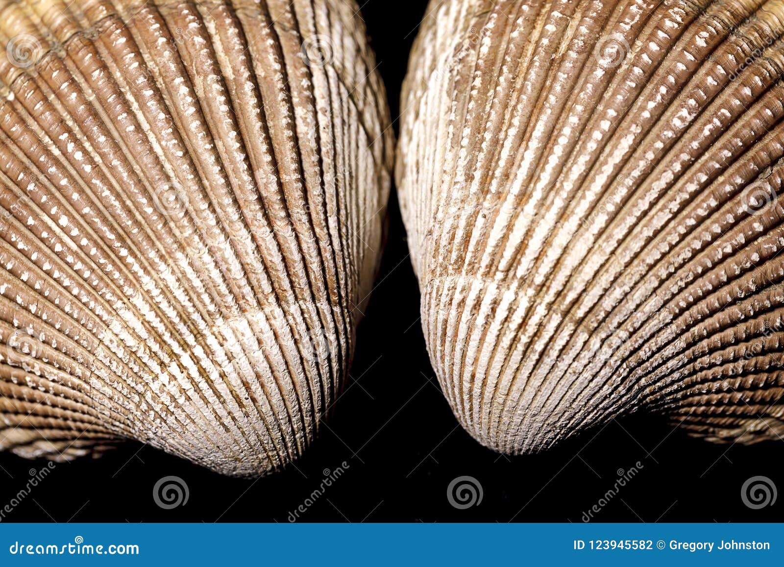 Macro of cockle shell. stock photo. Image of background - 123945582