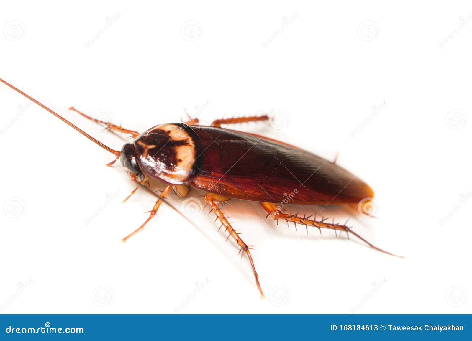 Macro of Cockroach, Cockroach Close Up Stock Image - Image of cockroach ...