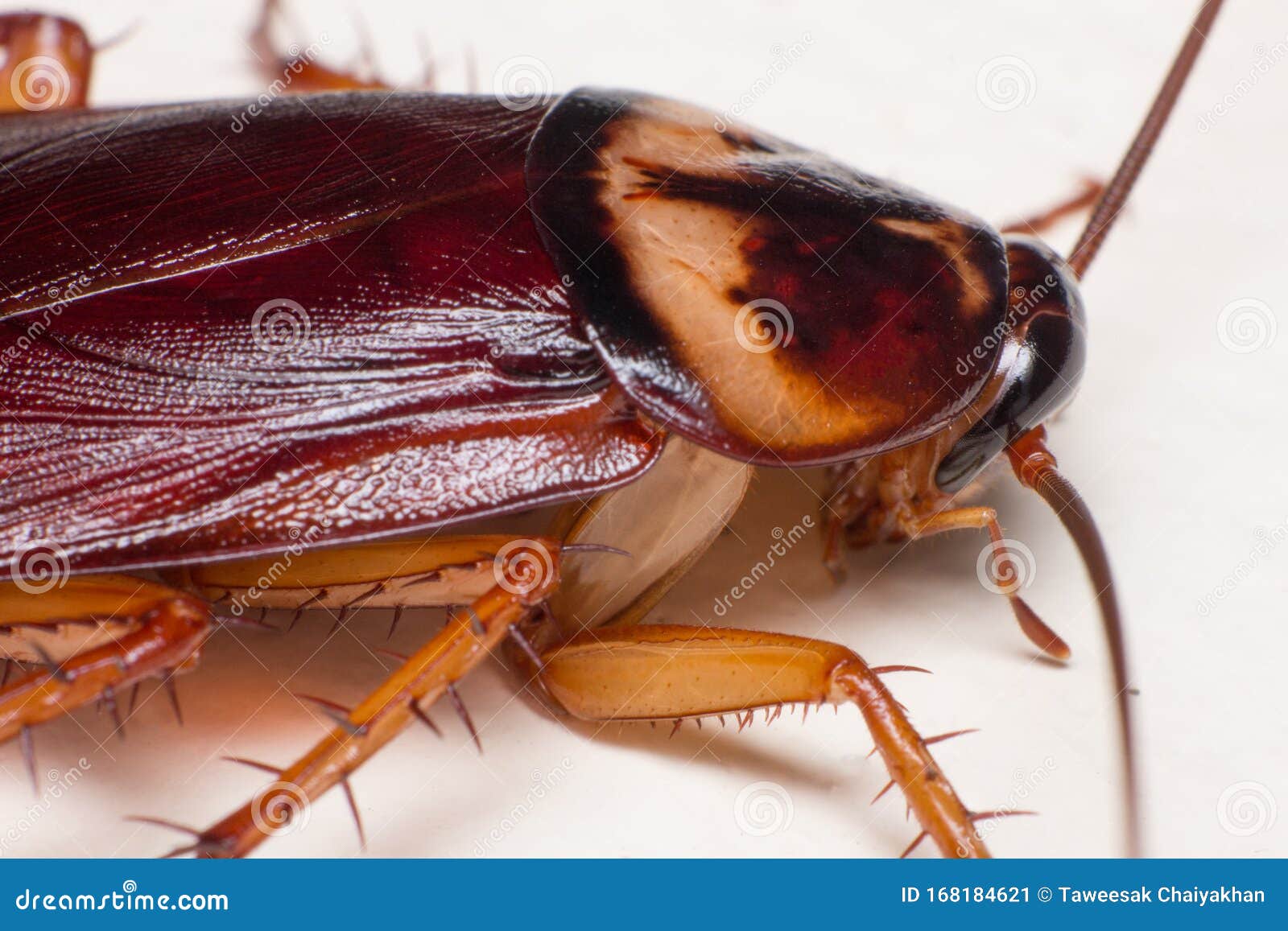 Macro of Cockroach, Cockroach Close Up Stock Image - Image of animal ...