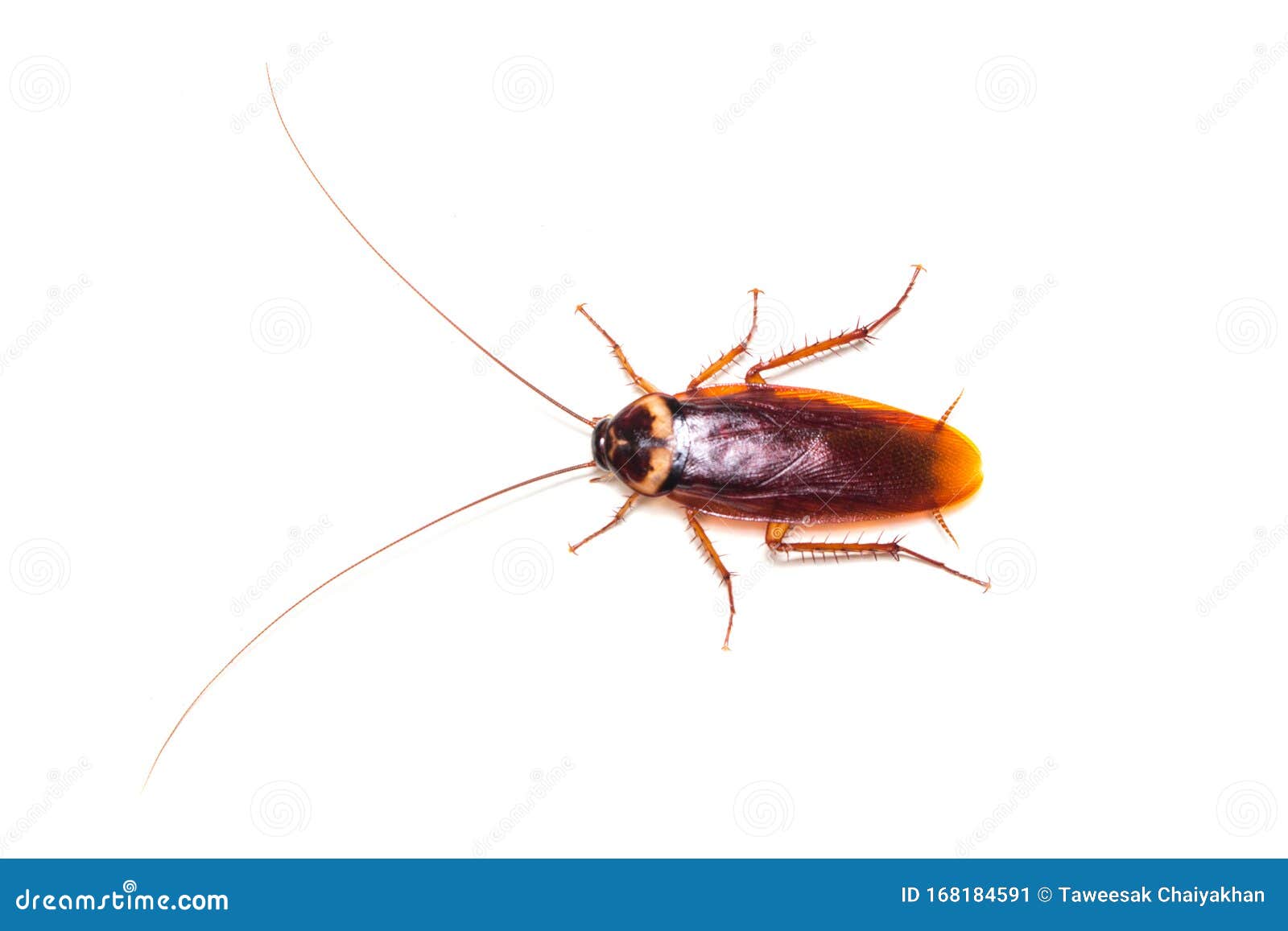 Macro of Cockroach, Cockroach Close Up Stock Image - Image of german ...