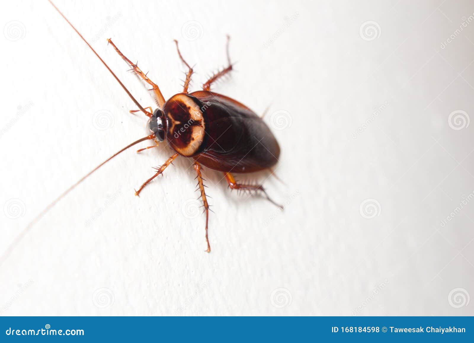Macro of Cockroach, Cockroach Close Up Stock Photo - Image of macro ...