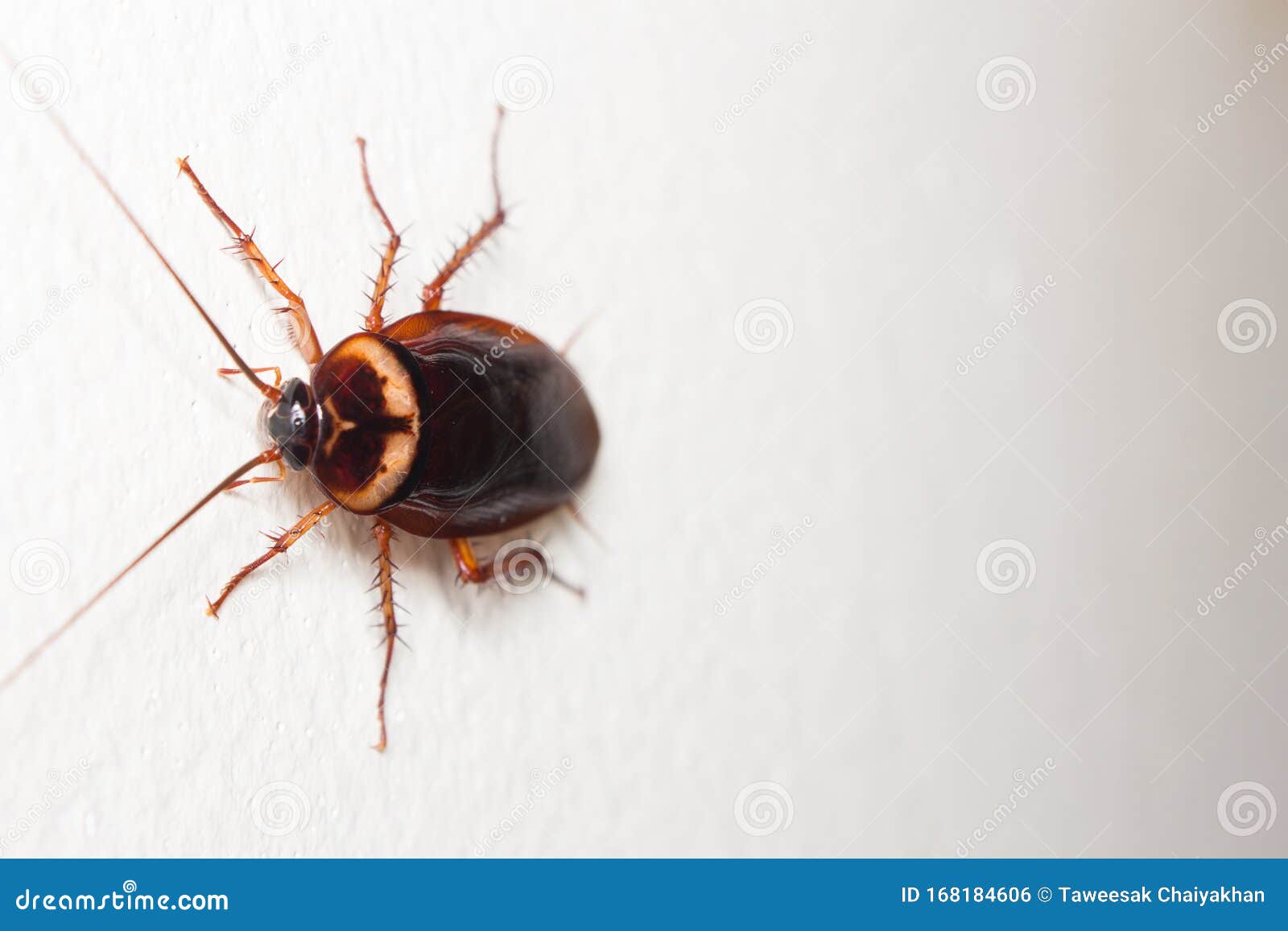 Macro Of Cockroach, Cockroach Close Up Stock Photo - Image of pest ...