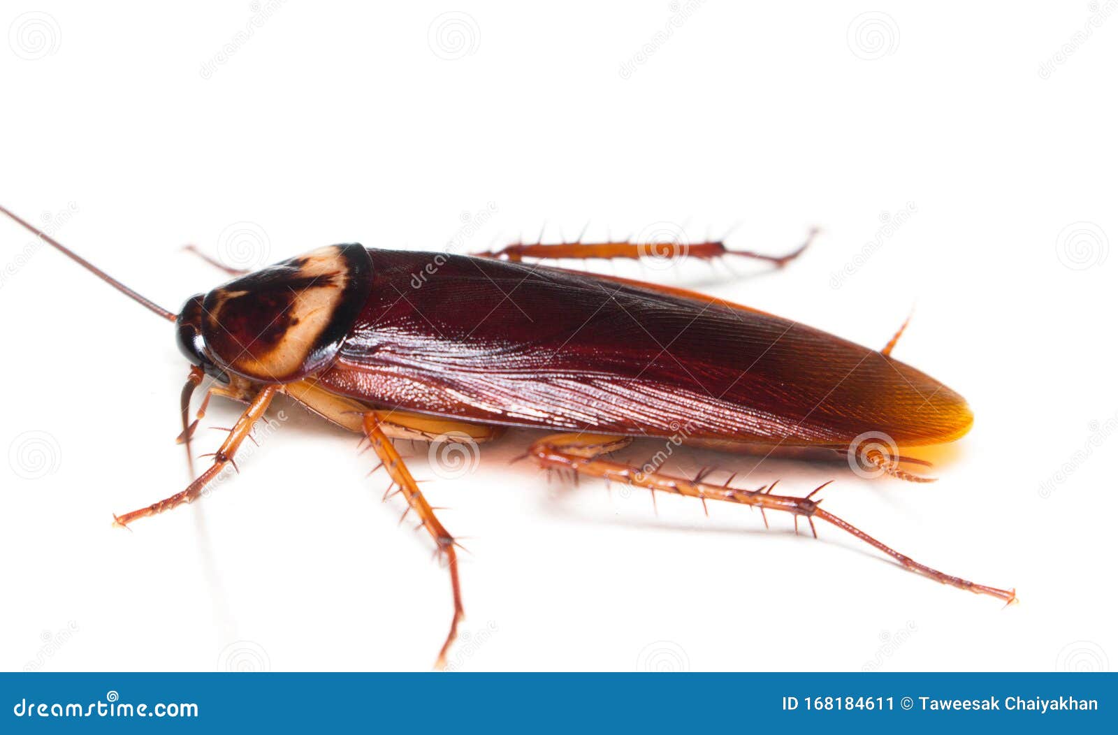 Macro of Cockroach, Cockroach Close Up Stock Image - Image of shot ...