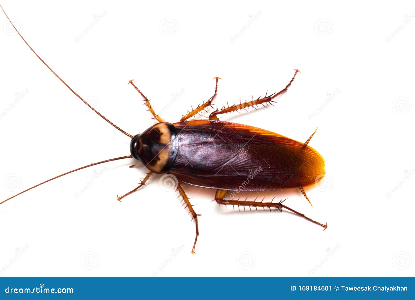 Macro Of Cockroach, Cockroach Close Up Royalty-Free Stock Photography ...