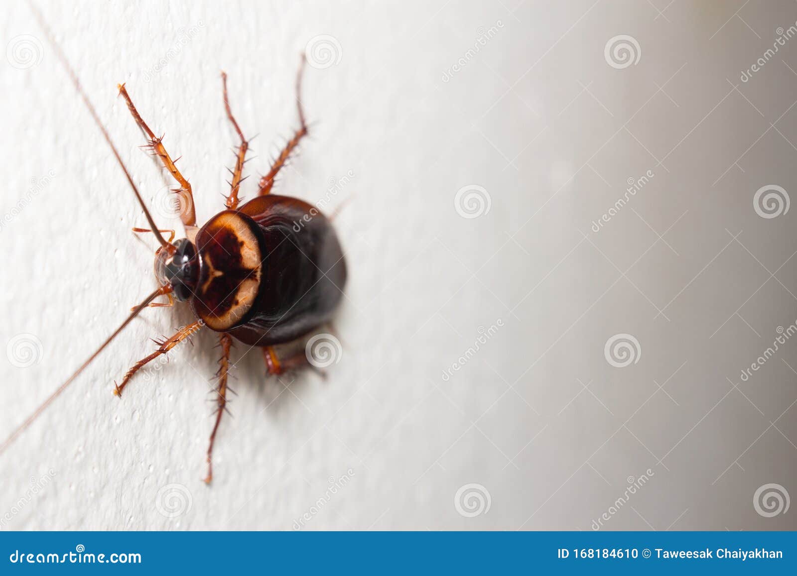 Macro of Cockroach, Cockroach Close Up Stock Photo - Image of shot ...