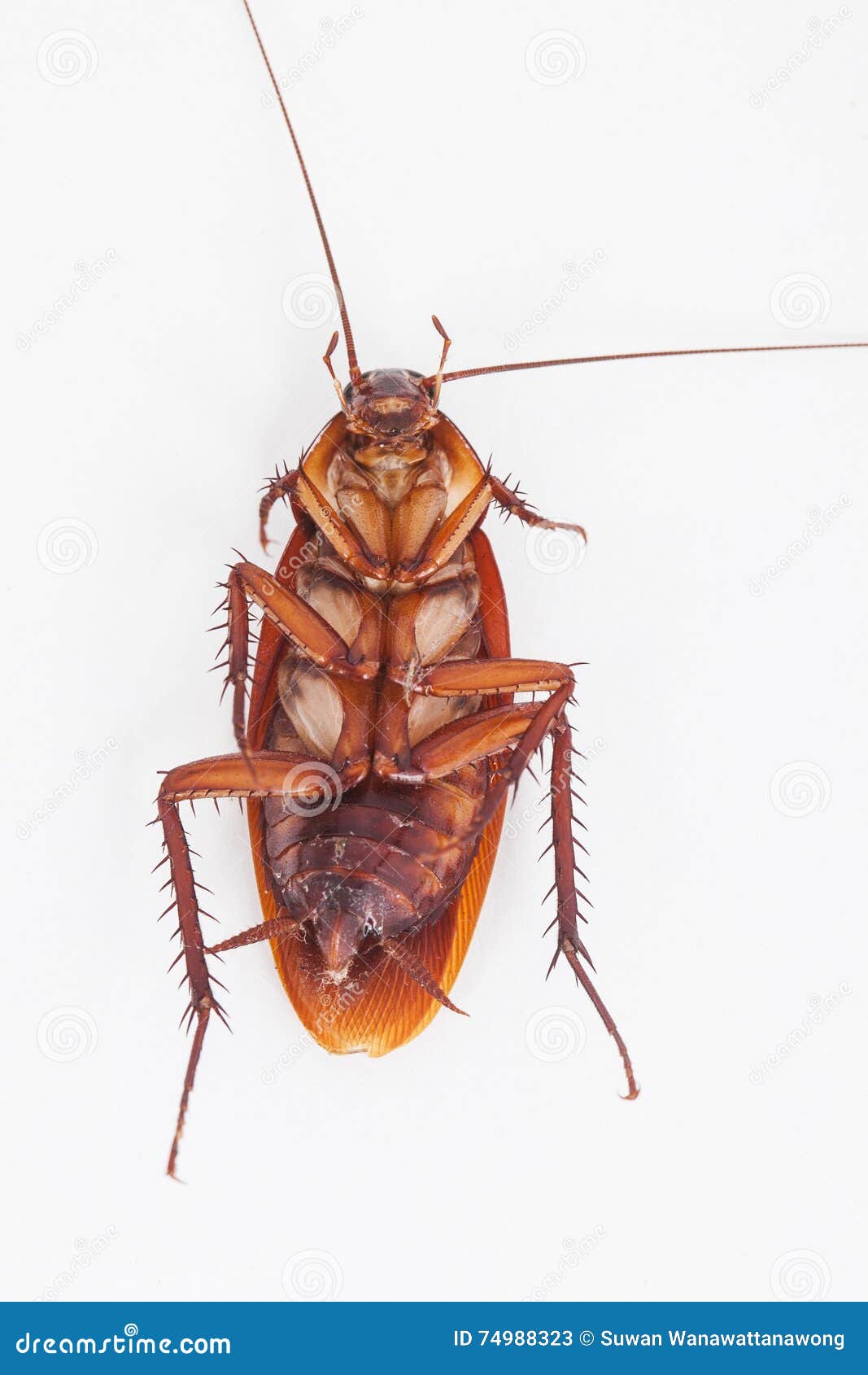 Macro Of Cockroach Insects Of The Order Blattodea Stock Photography ...