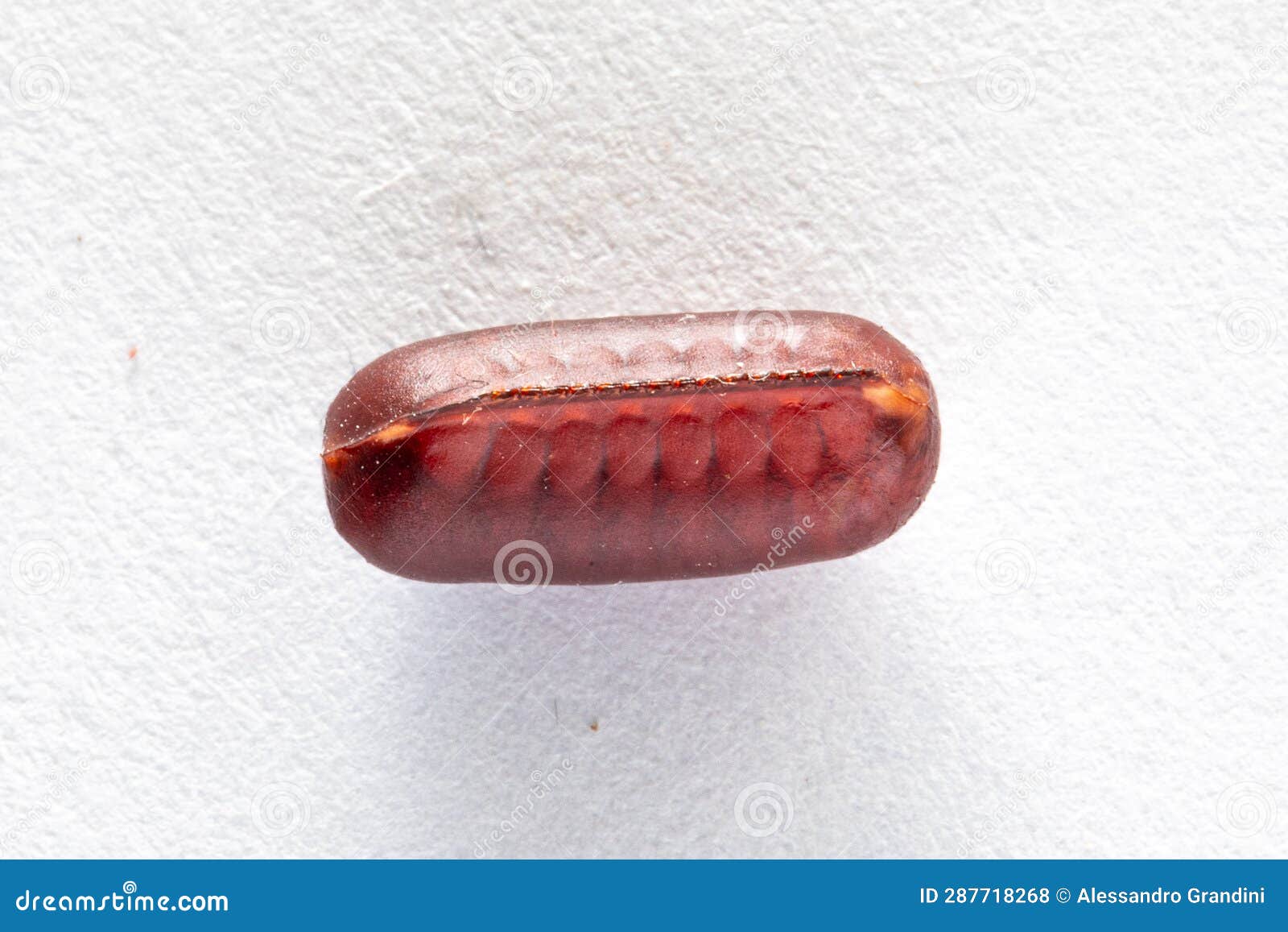 Macro of a Cockroach Ootheca Stock Photo - Image of hundreds, protect ...