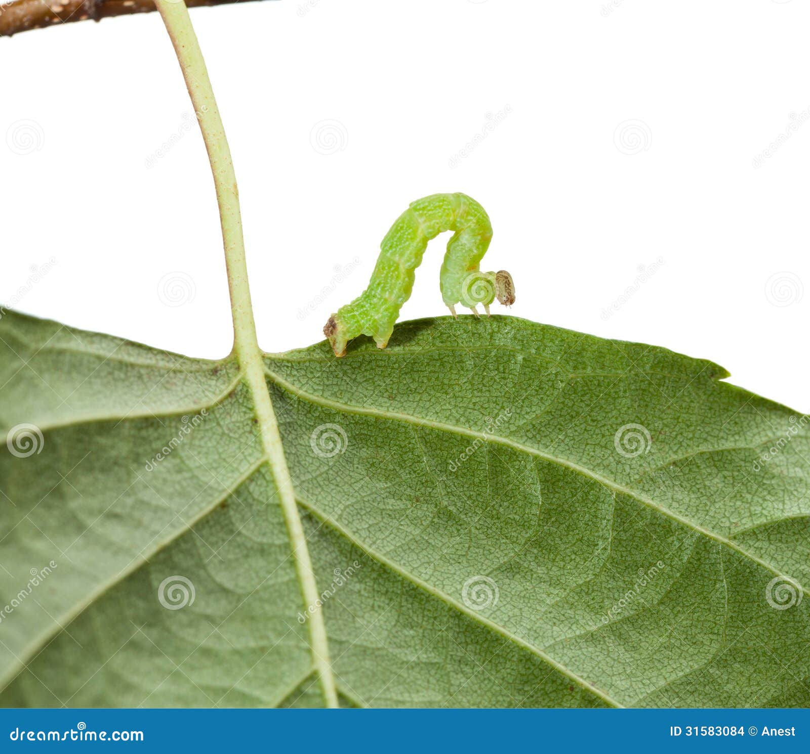 Macro of Codling Moth Caterpillar Stock Photo - Image of animal ...