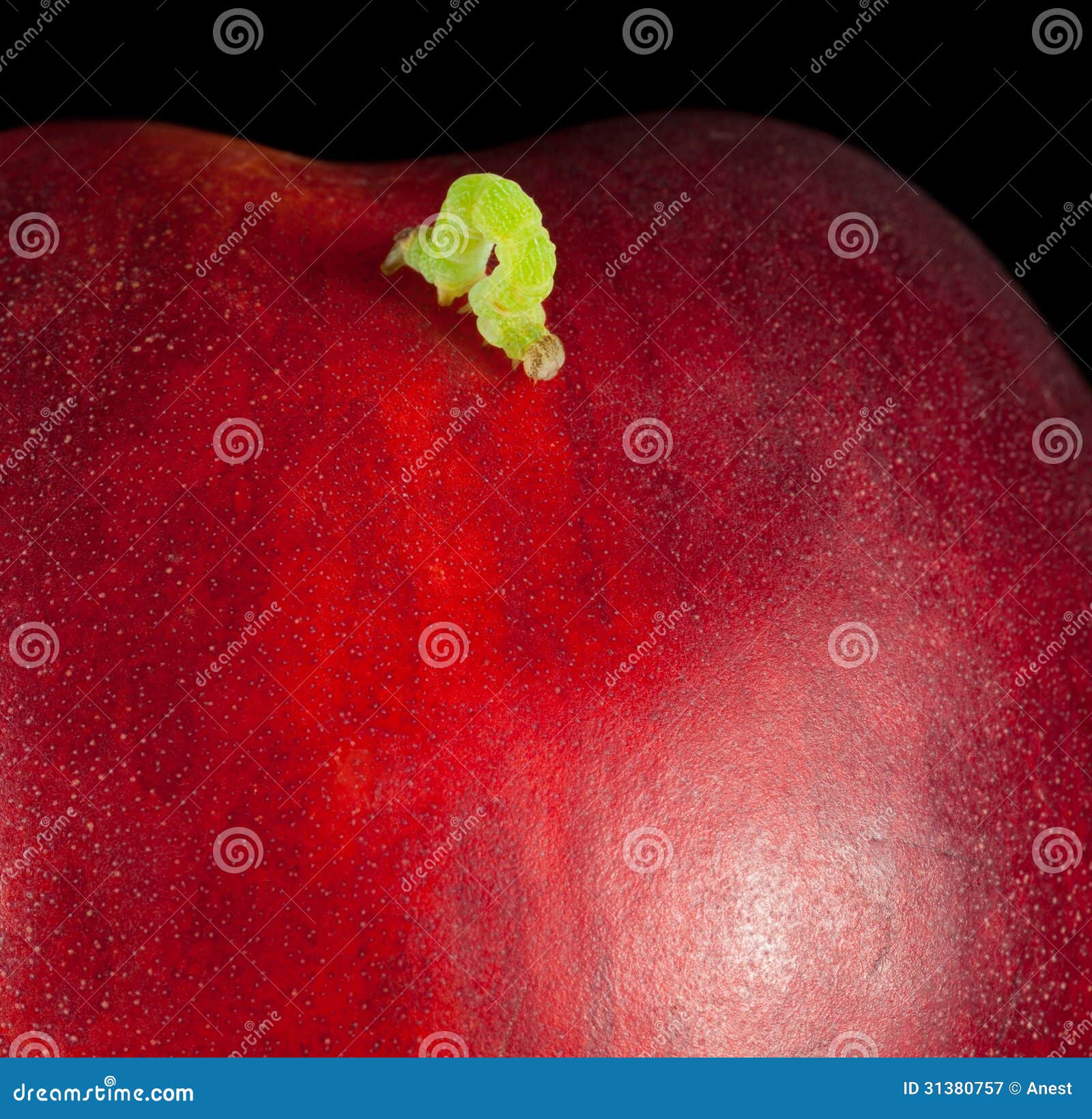 Macro of Codling Moth Caterpillar on Ripe Peach Stock Image - Image of ...