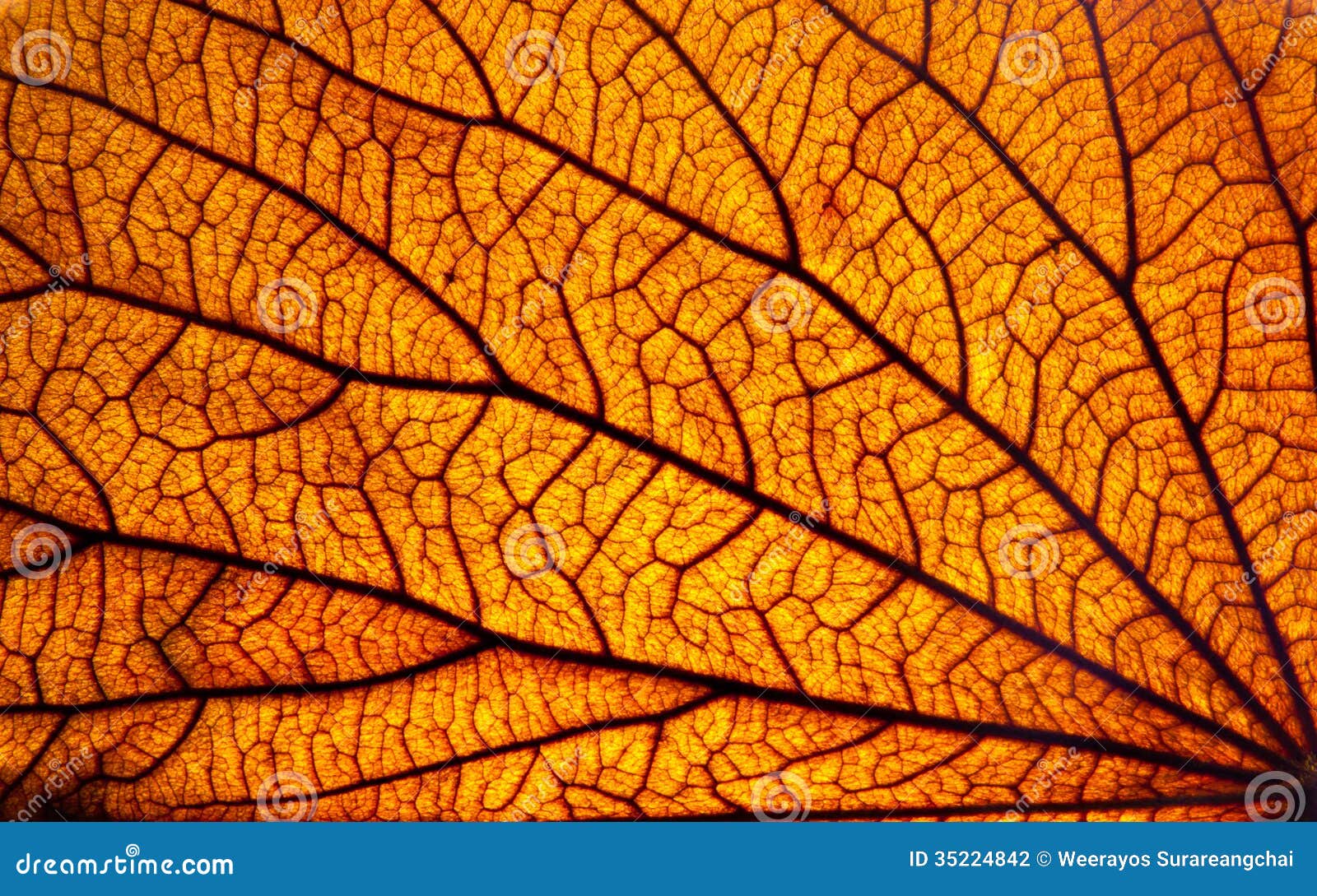 Macro of a Colored Gold Leaf Stock Photo - Image of falling, frame ...
