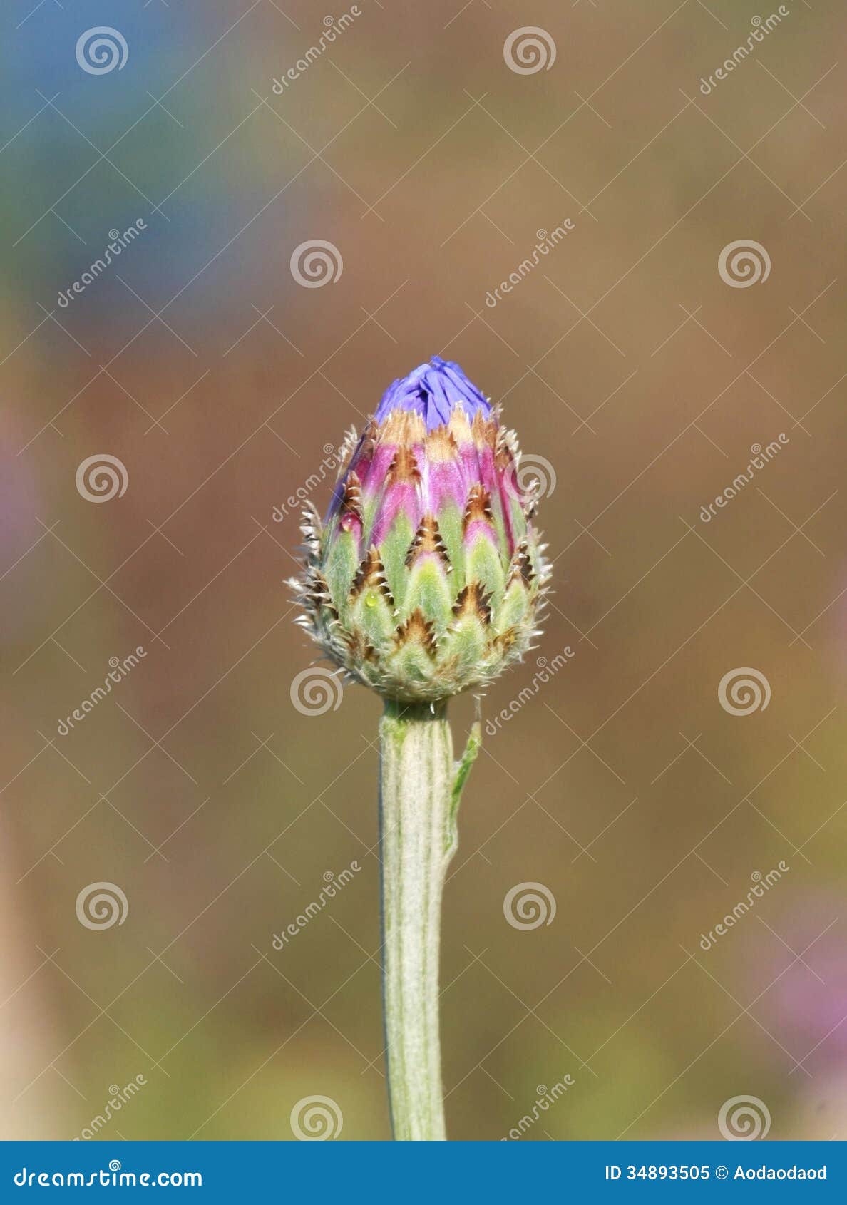 Macro Colorful Grass Flower Bud Stock Image - Image of green, close ...