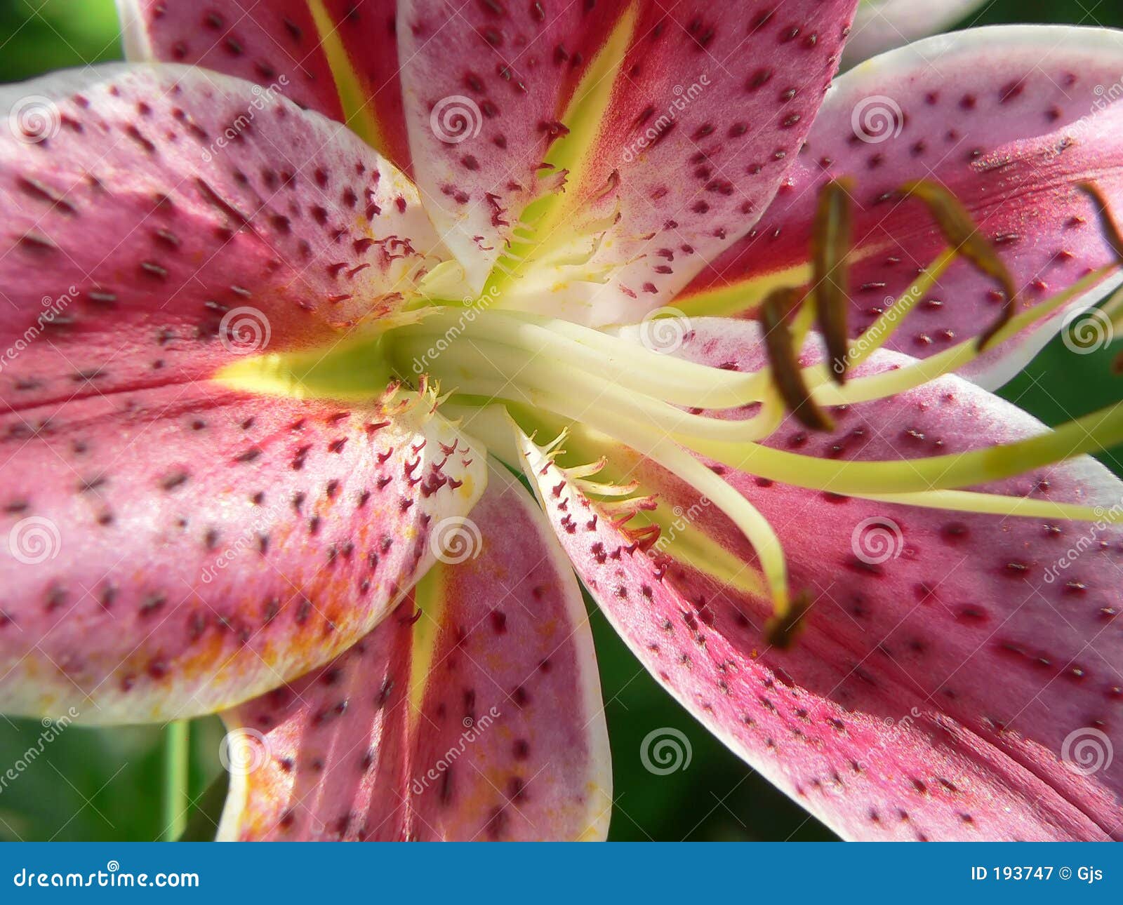 Macro of a colorful lily stock image. Image of petals, closeup - 193747