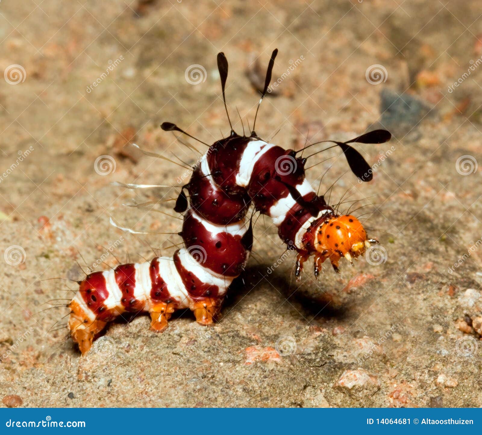 Macro of Colourful Hairy Worm Stock Image - Image of orange ...