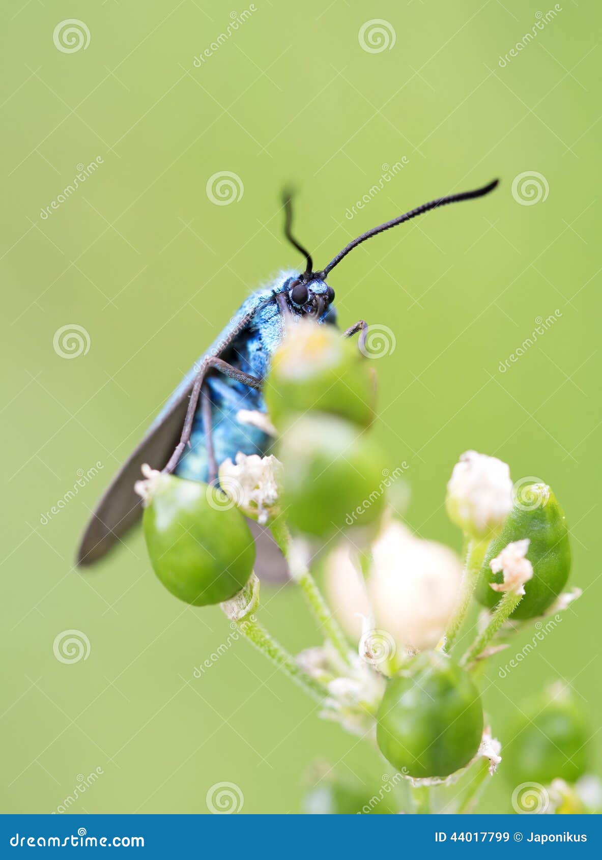 Macro Colpo Di Un Insetto Blu Immagine Stock - Immagine di raro, nocivo ...