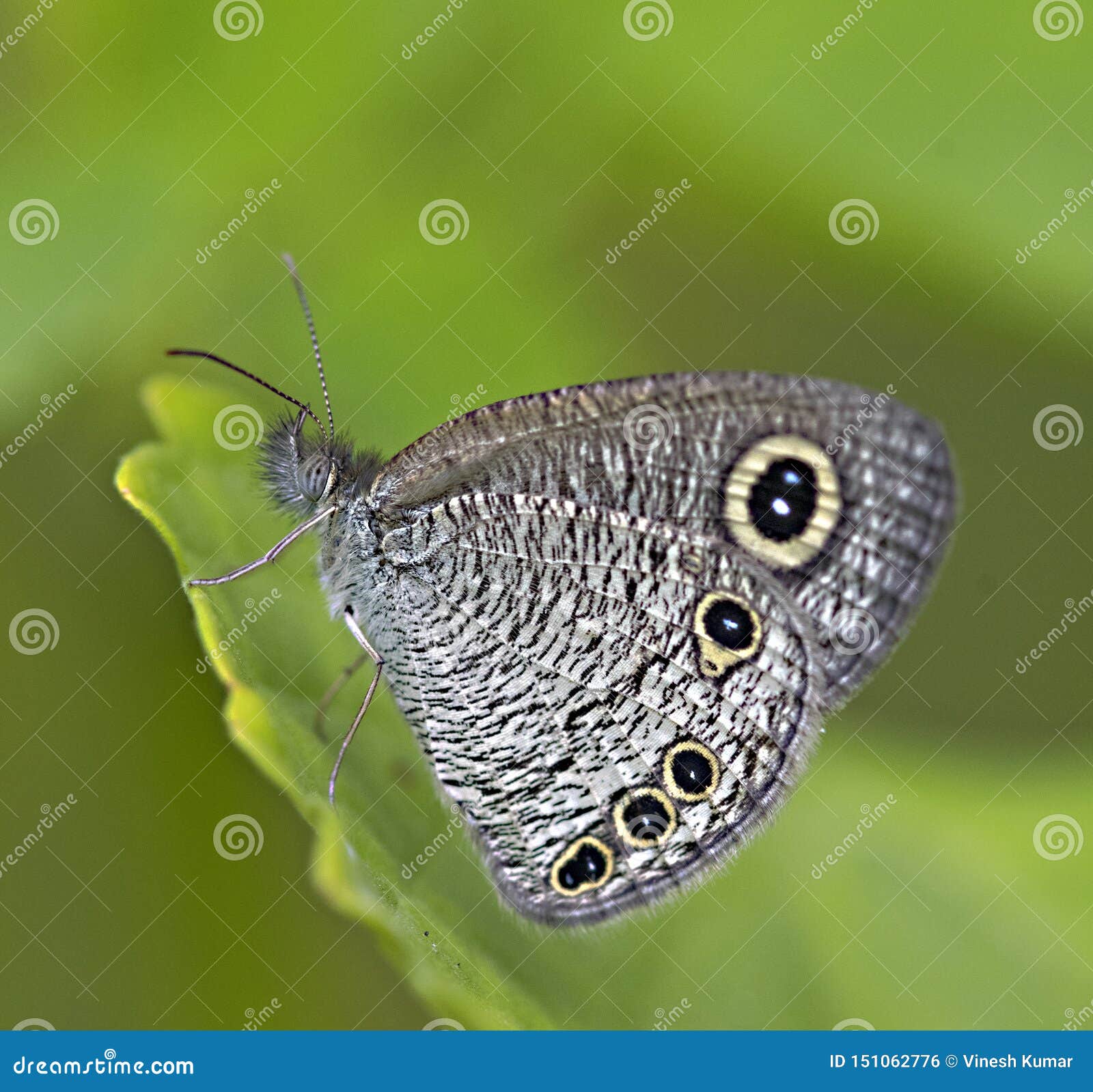 Common Four-ring Butterfly on the Blur Background Stock Photo - Image ...