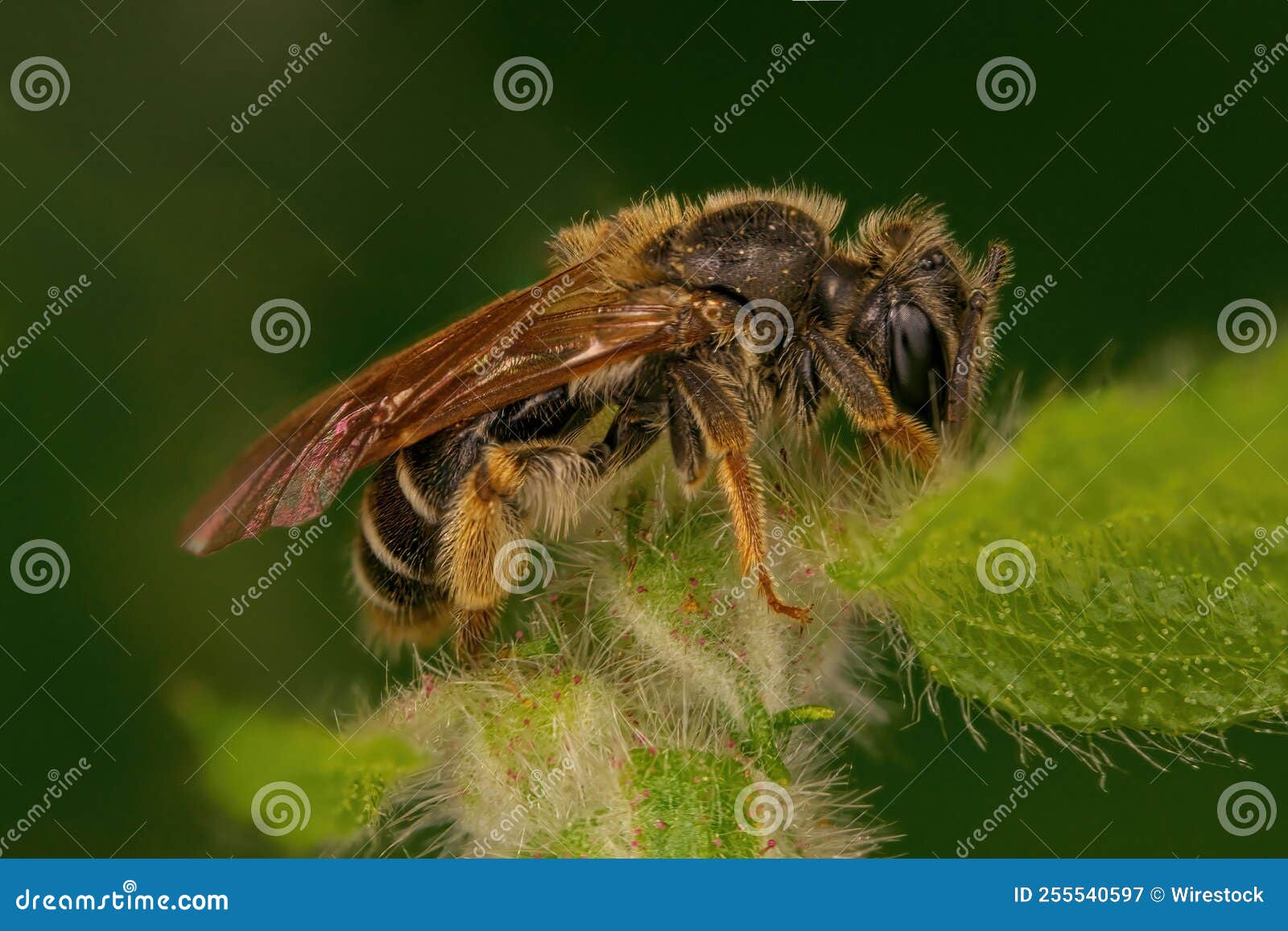 Macro of a Common Furrow-bee Stock Image - Image of nature, green: 255540597
