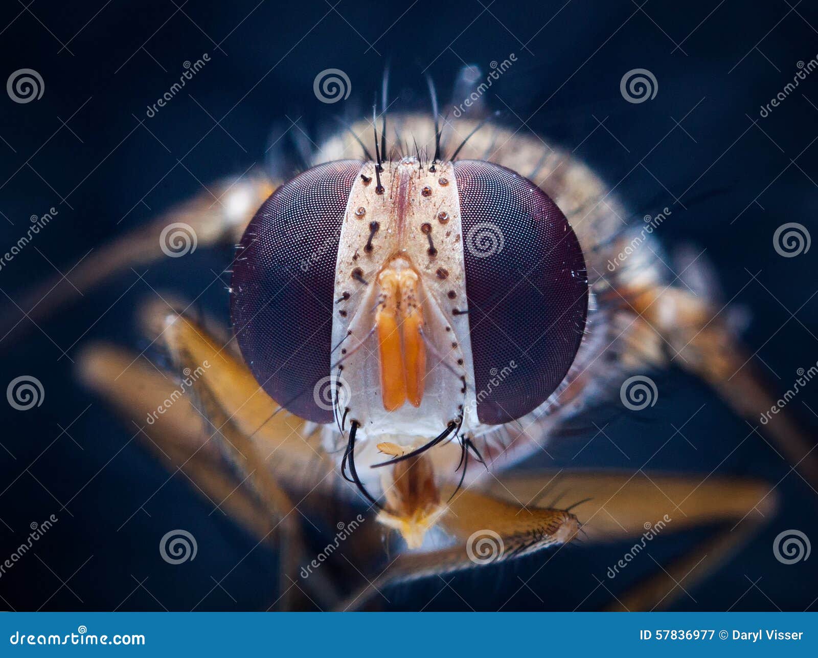 Macro Common House Fly stock image. Image of house, insect - 57836977