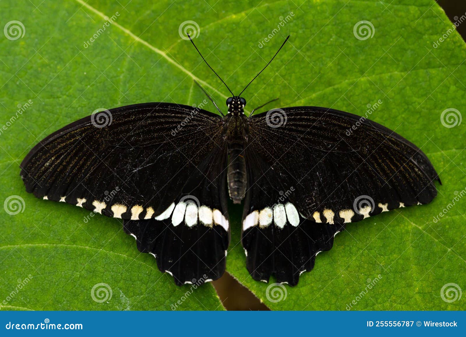 Macro of a Common Mormon Butterfly Stock Image - Image of garden ...