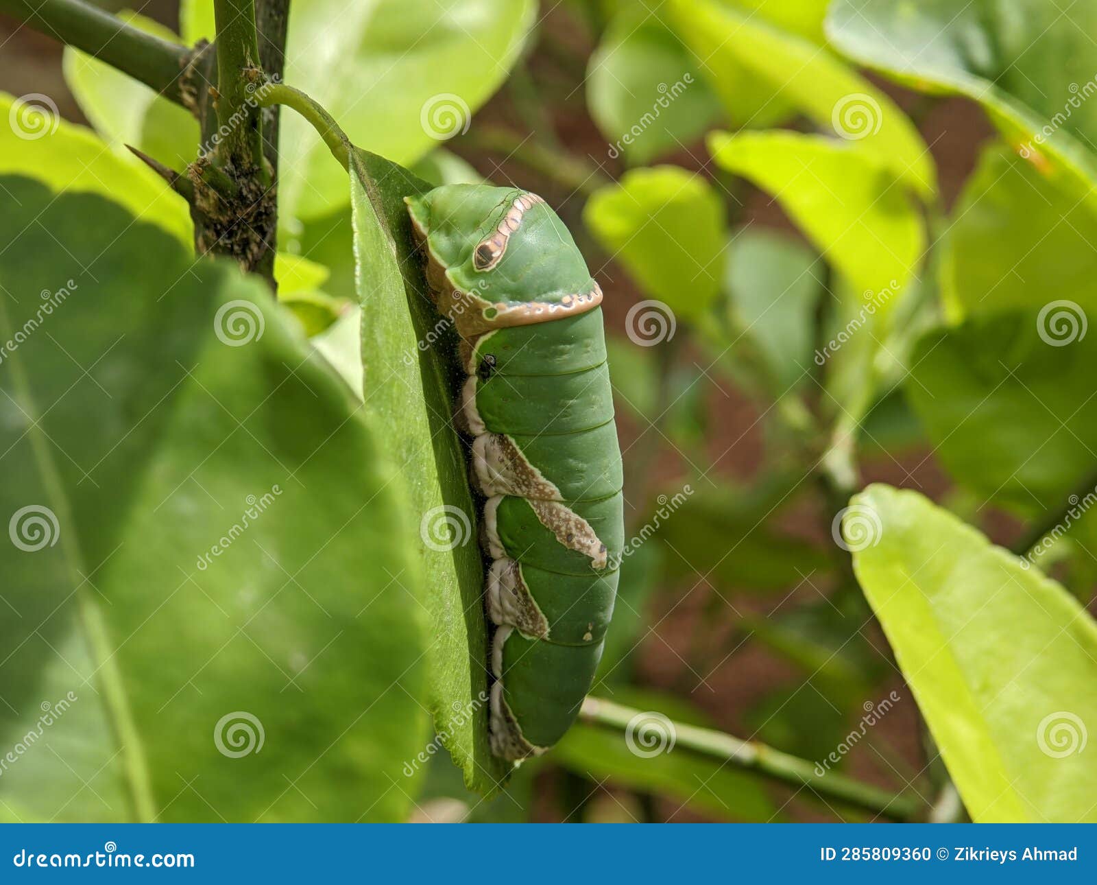 Macro of Common Mormon Larva Insect on Green Leaves Stock Photo - Image ...