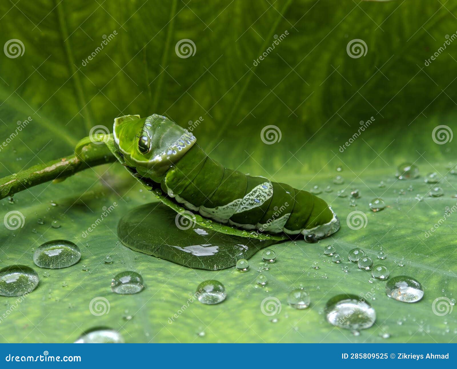 Macro of Common Mormon Larva Insect on Green Leaves Stock Image - Image ...