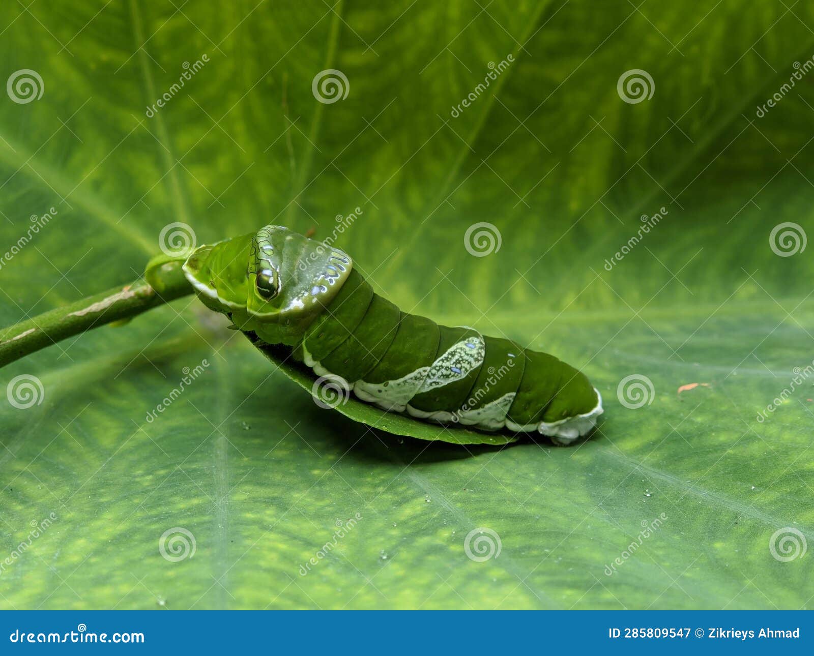 Macro of Common Mormon Larva Insect on Green Leaves Stock Image - Image ...