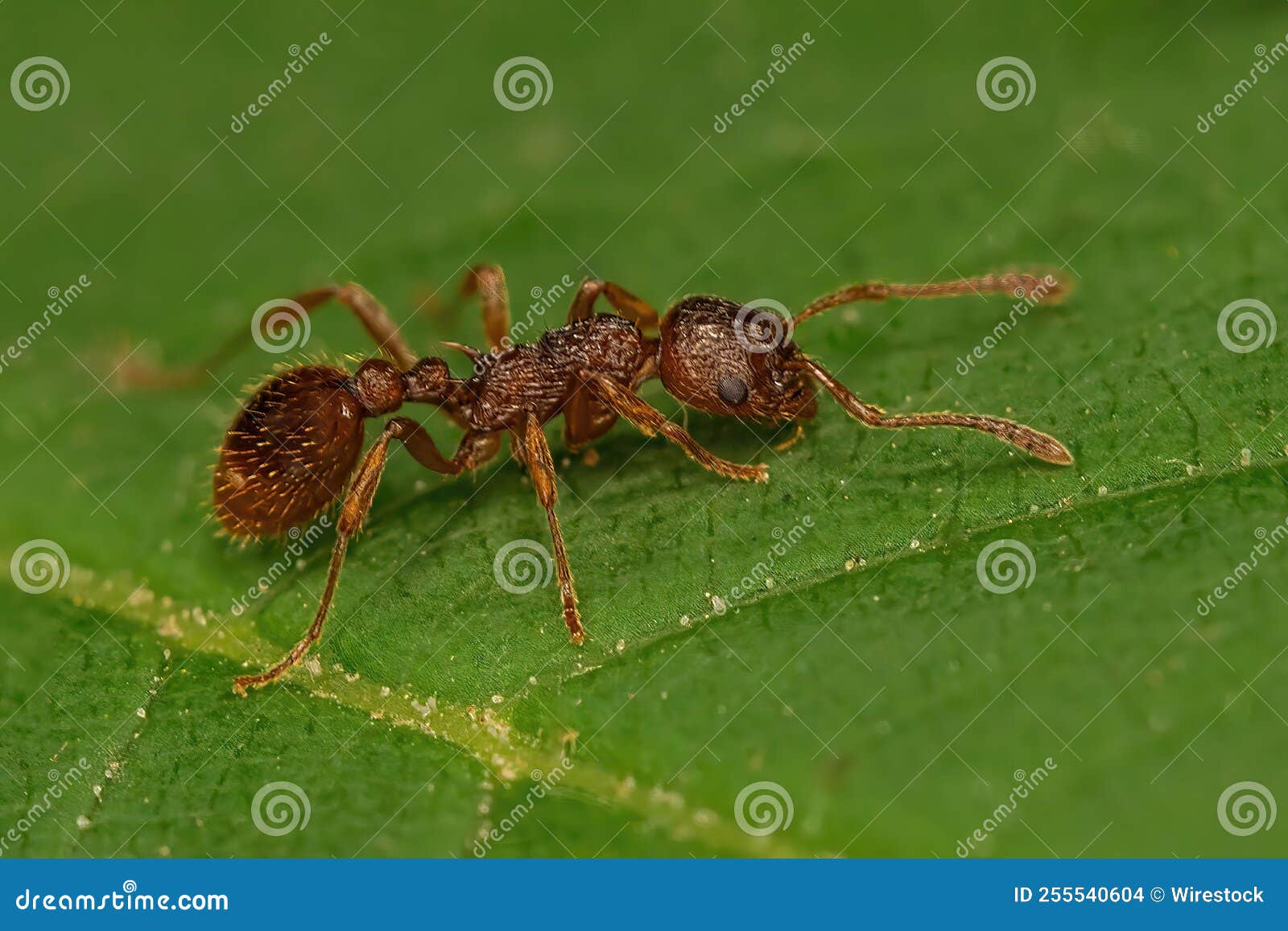 Macro of a Common Red Ant on a Leaf Stock Photo - Image of bright ...
