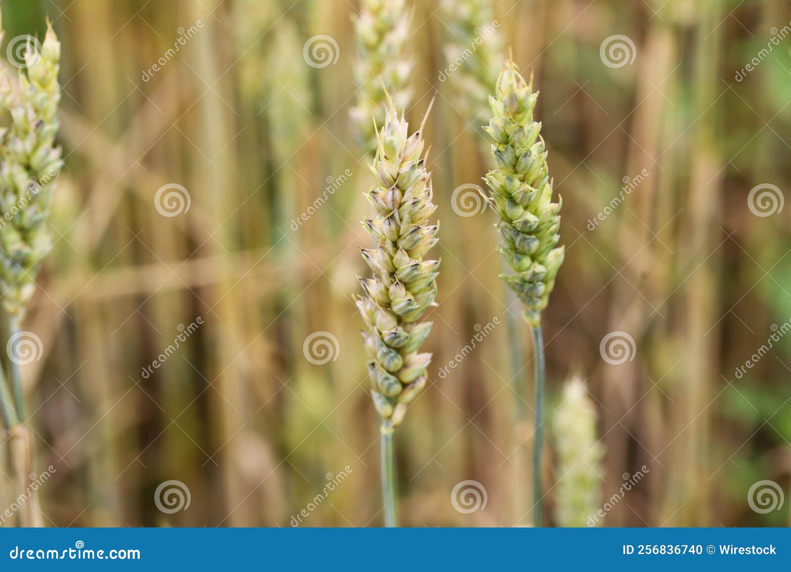 Macro of Common Wheat in a Field Stock Photo - Image of wheat, background: 256836740