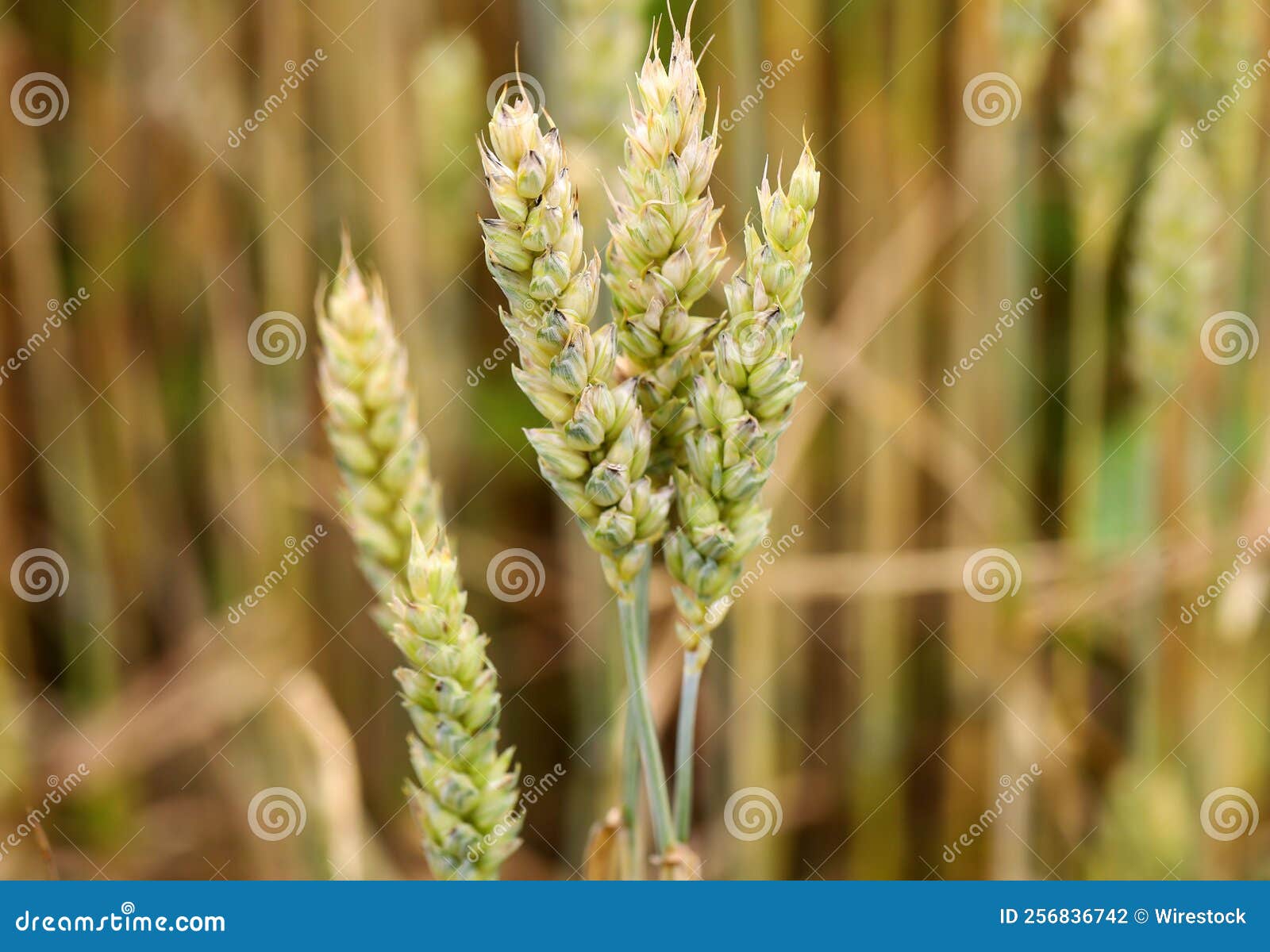 Macro of Common Wheat in a Field Stock Photo - Image of background ...
