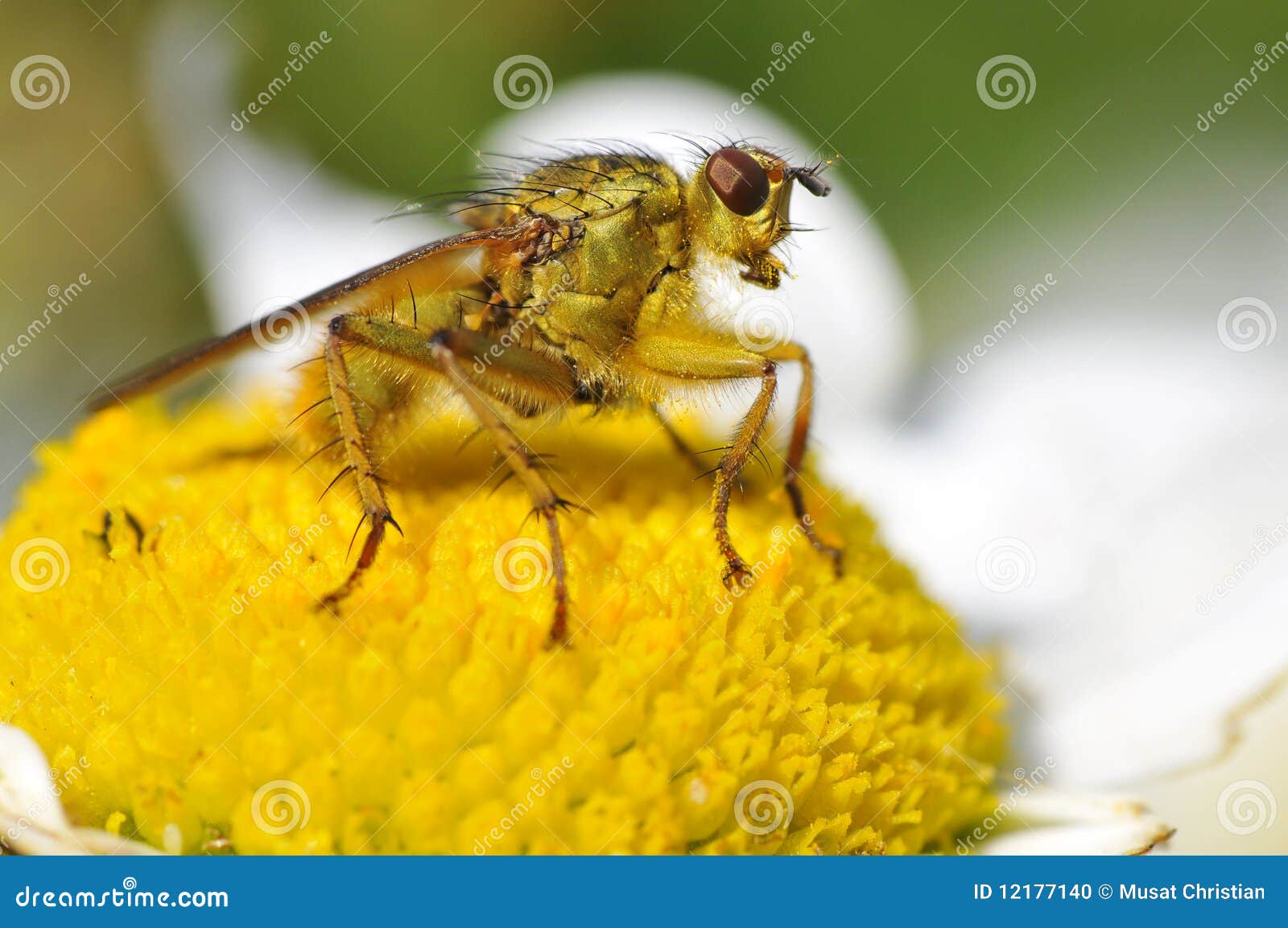 Macro of Common Yellow Dung Fly on Daisy Flower Stock Photo - Image of ...