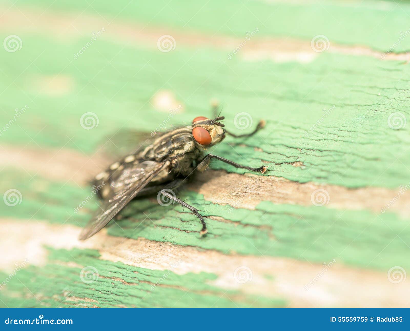 Macro Comum Da Mosca Da Casa (Musca Domestica) Imagem de Stock - Imagem ...