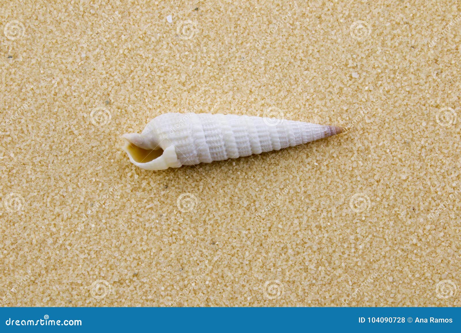 Macro of a Conical Shaped Seashell on a Beach Stock Photo - Image of ...