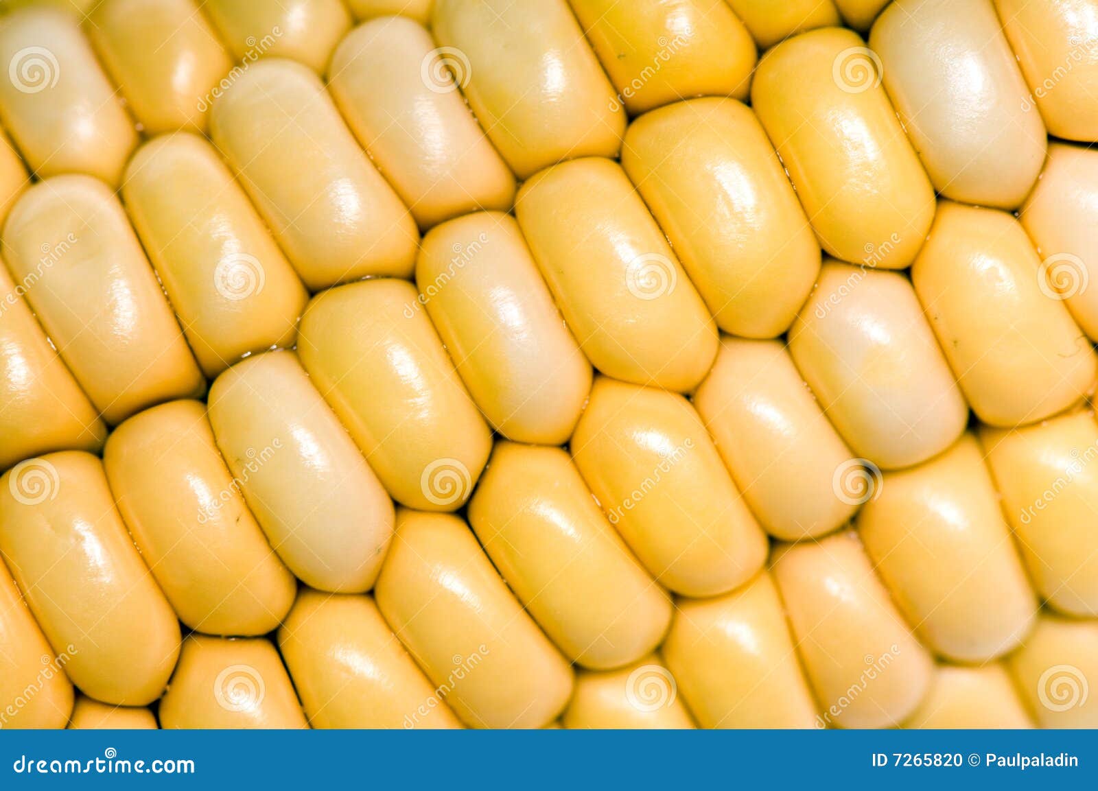 Macro corn cobs texture stock photo. Image of yellow, snack - 7265820