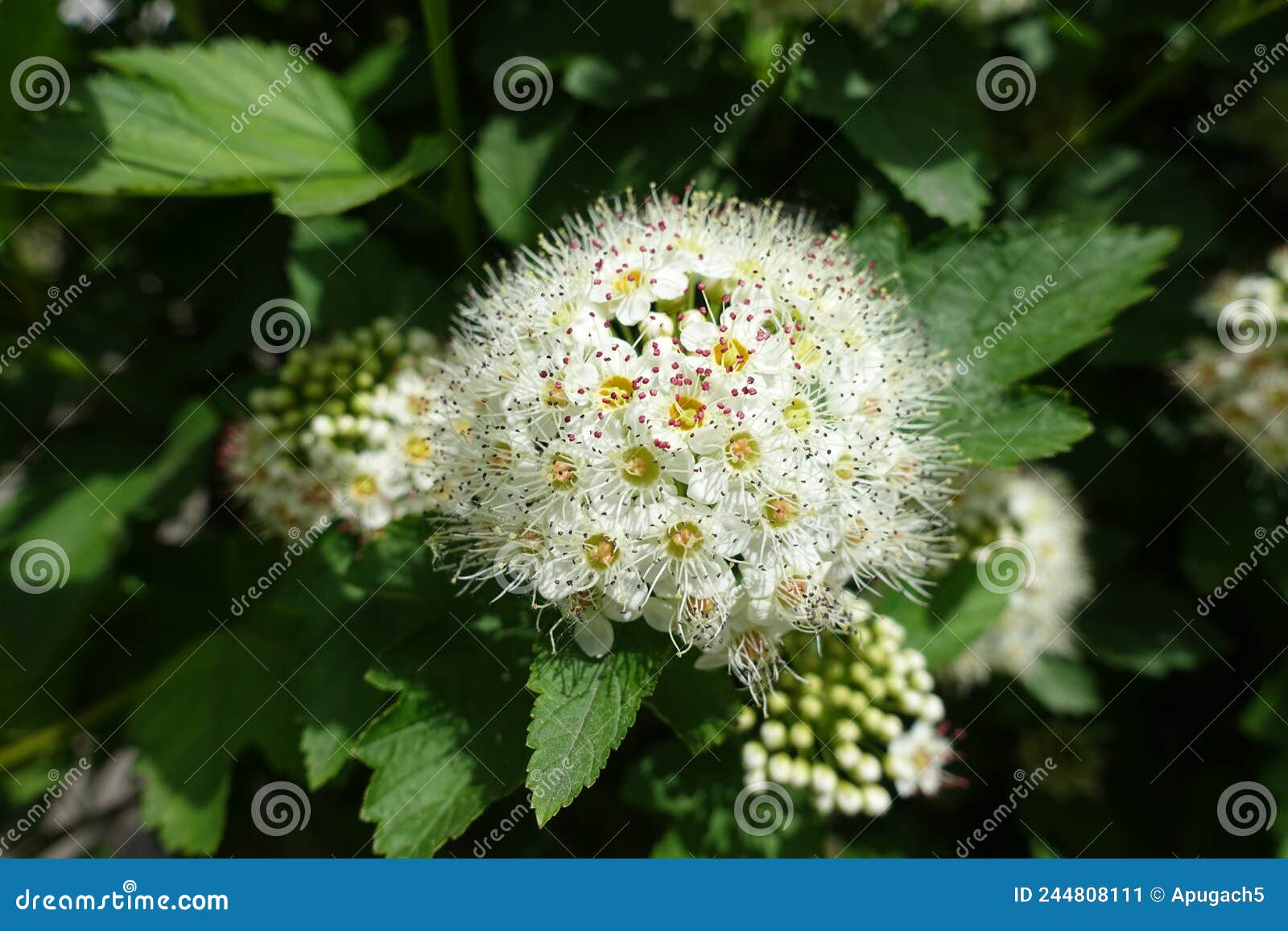 Macro of Corymb of White Flowers of Physocarpus Opulifolius Stock Image ...