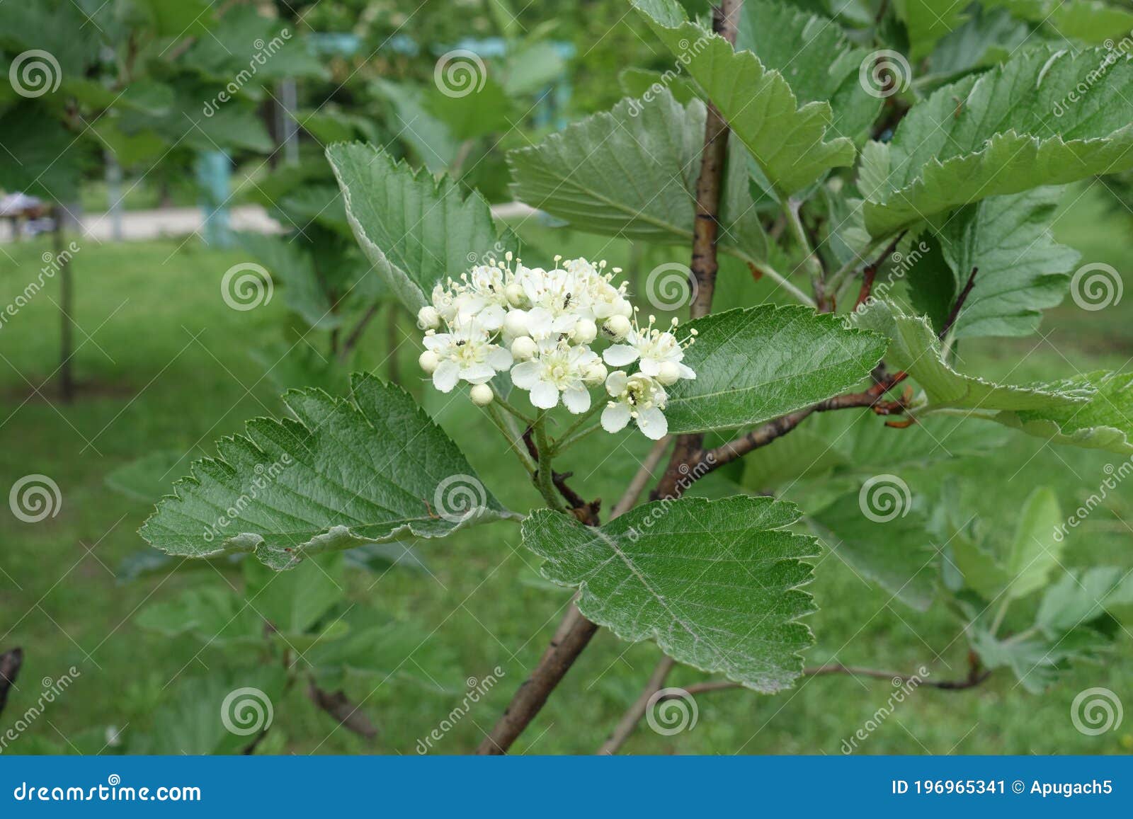 Macro of Corymb of White Flowers of Sorbus Aria in May Stock Image ...