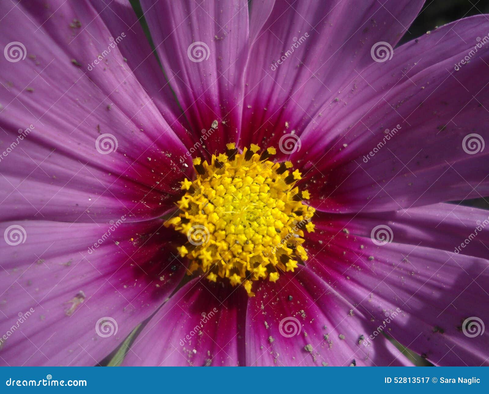 Macro cosmos flower stock image. Image of cosmosflower - 52813517