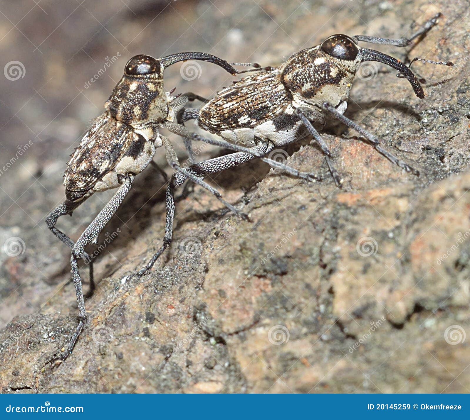 Macro couple bugs stock image. Image of bugs, insect - 20145259