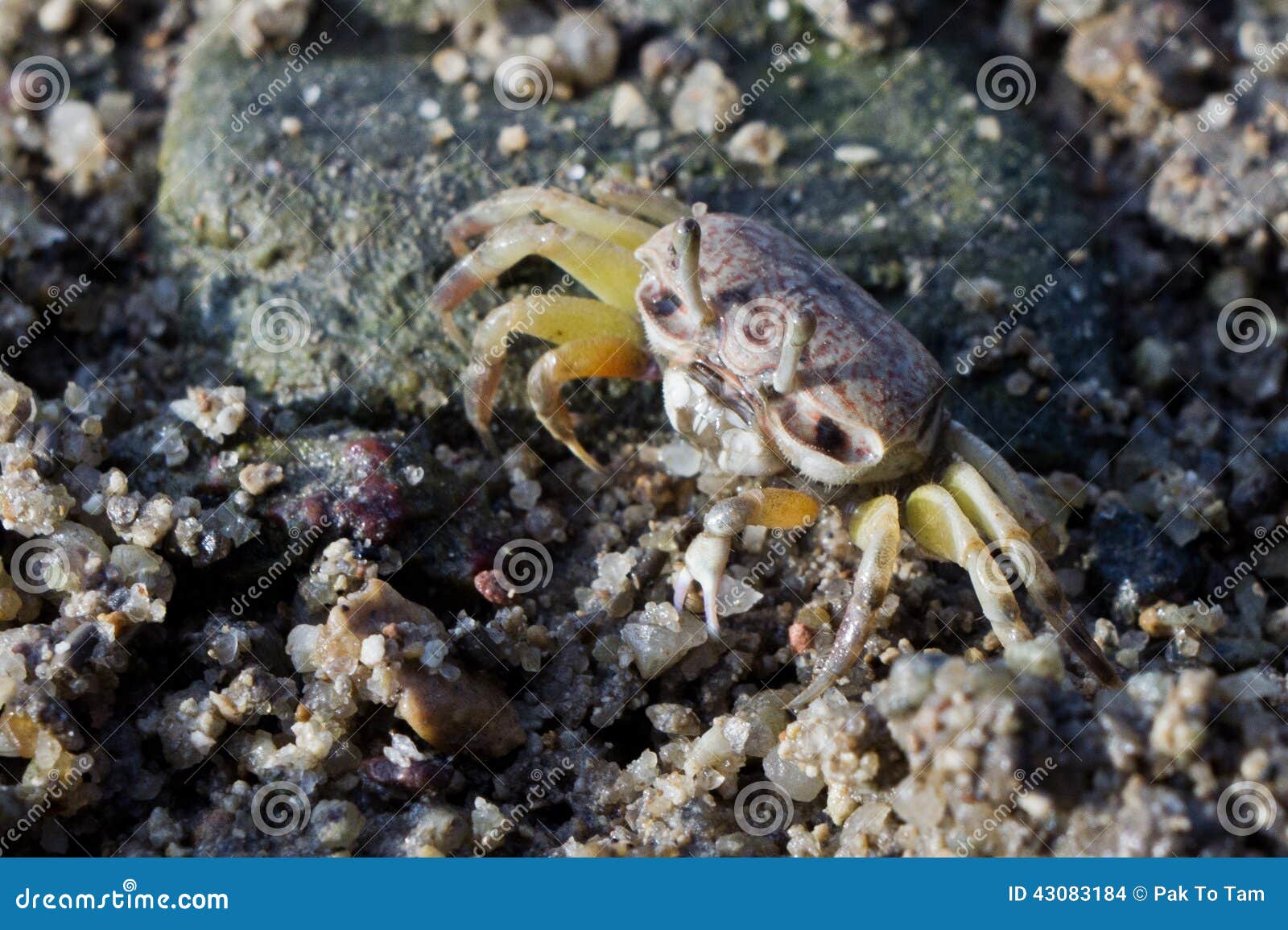Macro for a crab stock photo. Image of crustacean, ecology - 43083184