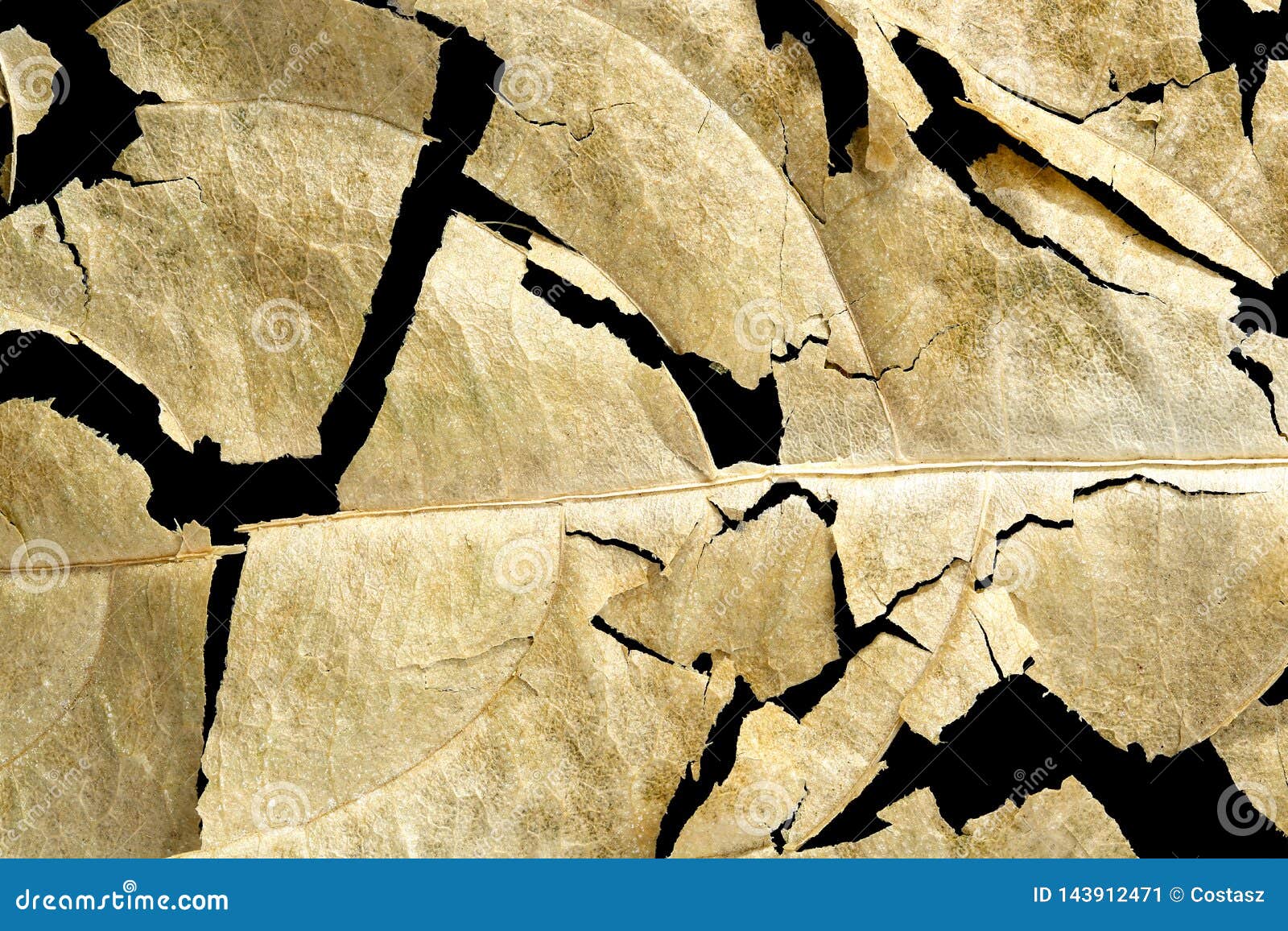 Cracked dry leaf stock image. Image of crack, leaf, autumn - 143912471