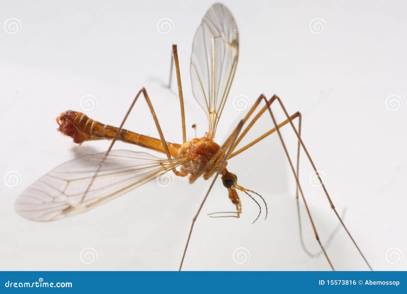 Macro of a Crane Fly stock photo. Image of long, insect - 15573816