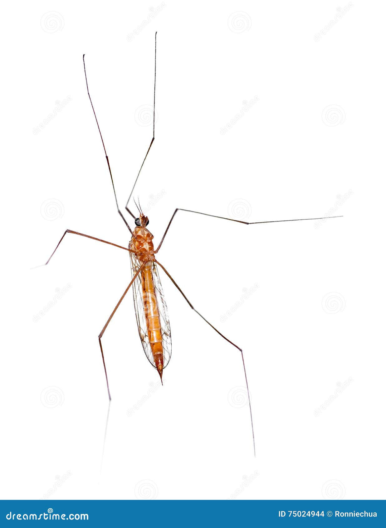 Macro of a Crane Fly from Underside Stock Photo - Image of brown ...
