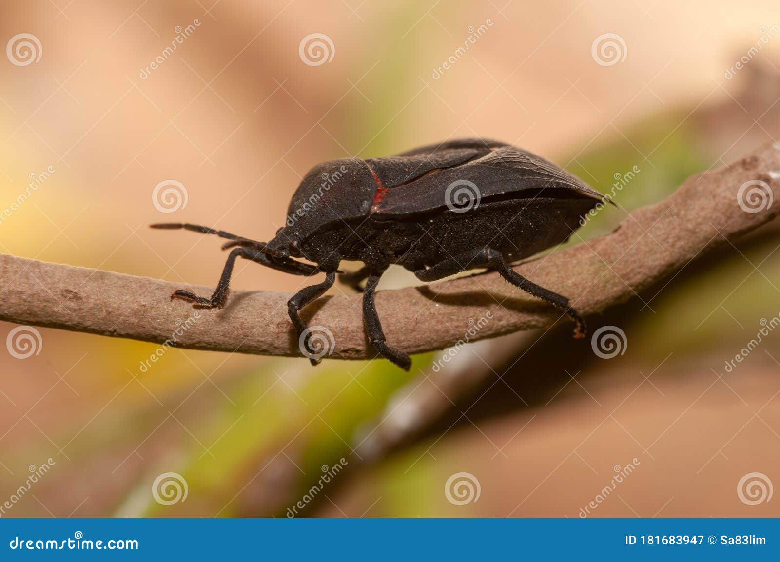 Black beetle stock image. Image of close, wild, living - 181683947